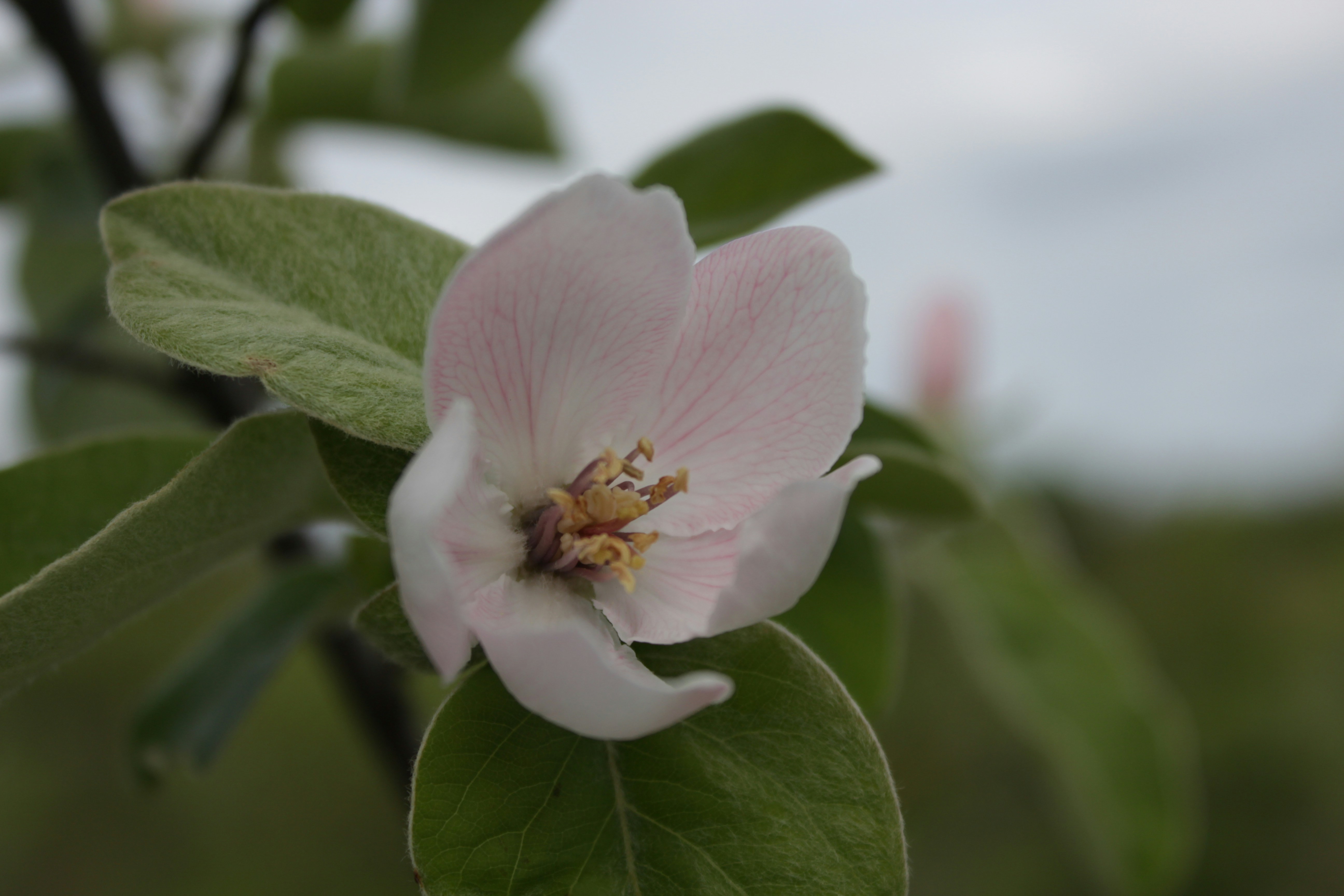 Blush Bloom in Soft Focus: a pink blossom framed by a misty meadow backdrop