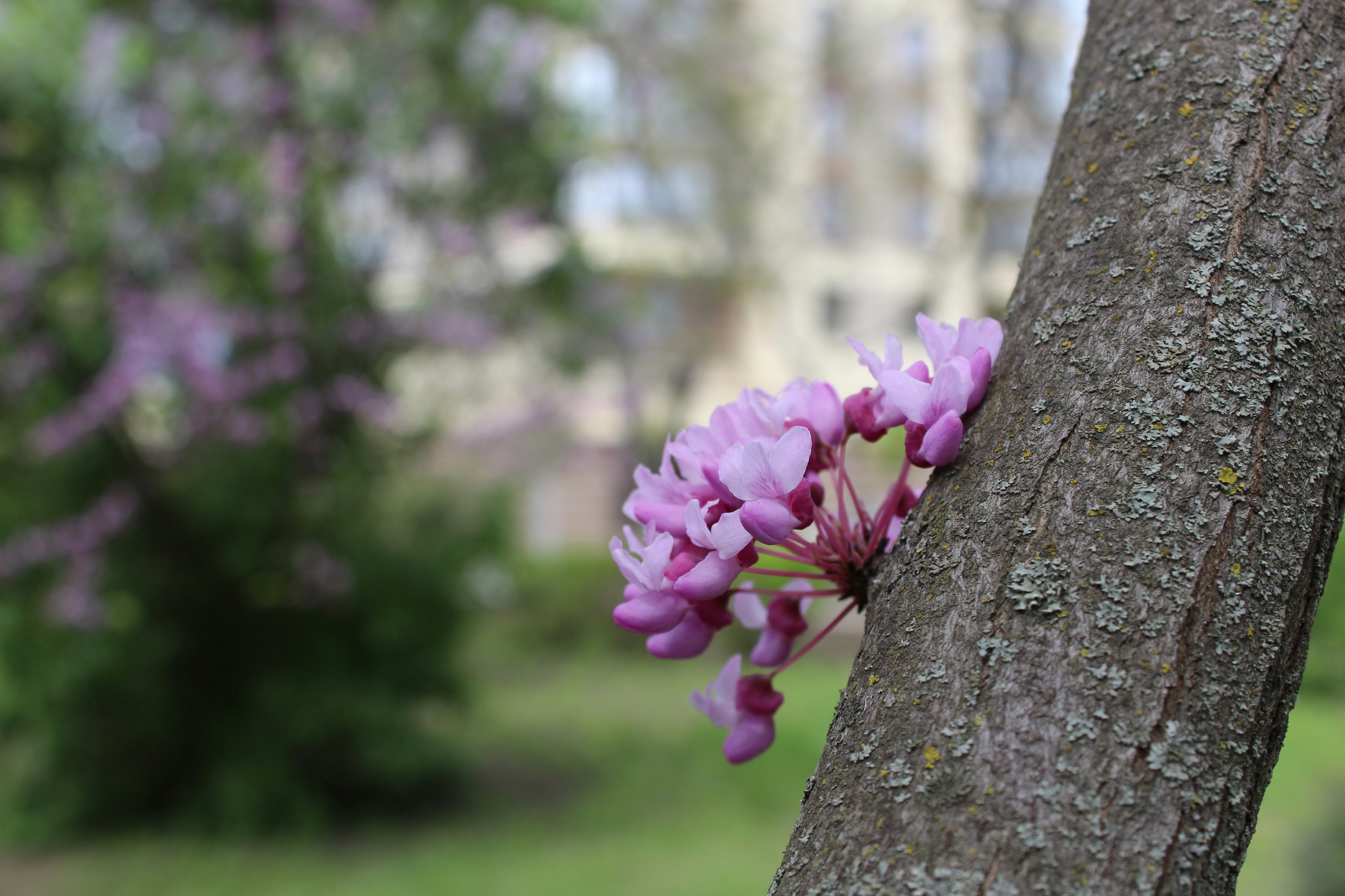 Blossom on the Bark: A Pink Cluster Reaches from the Tree Trunk