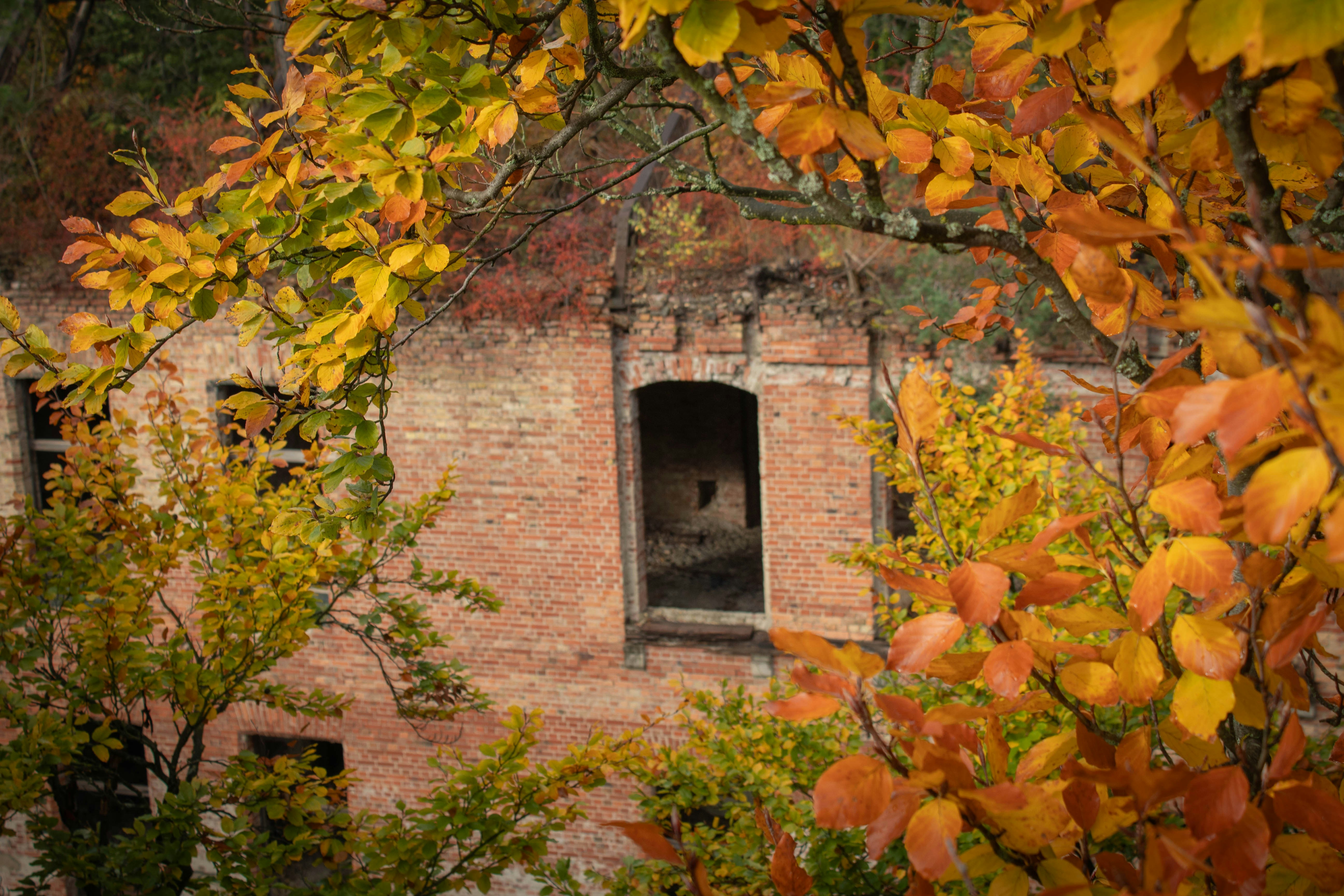 October Leaves Crown a Quiet Brick Archway