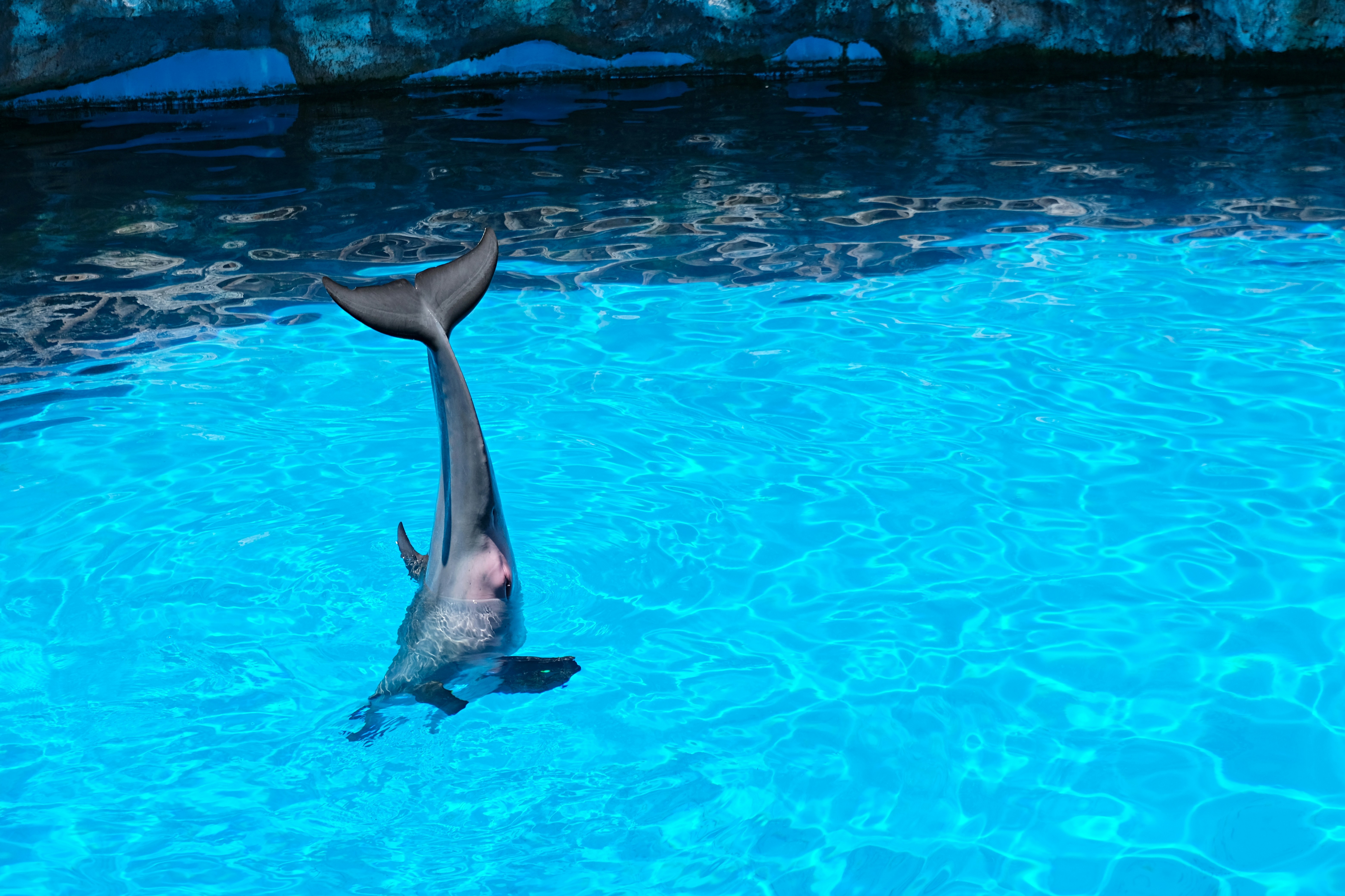 Azure Fluke: Dolphin's Tail Breaks the Pool Surface