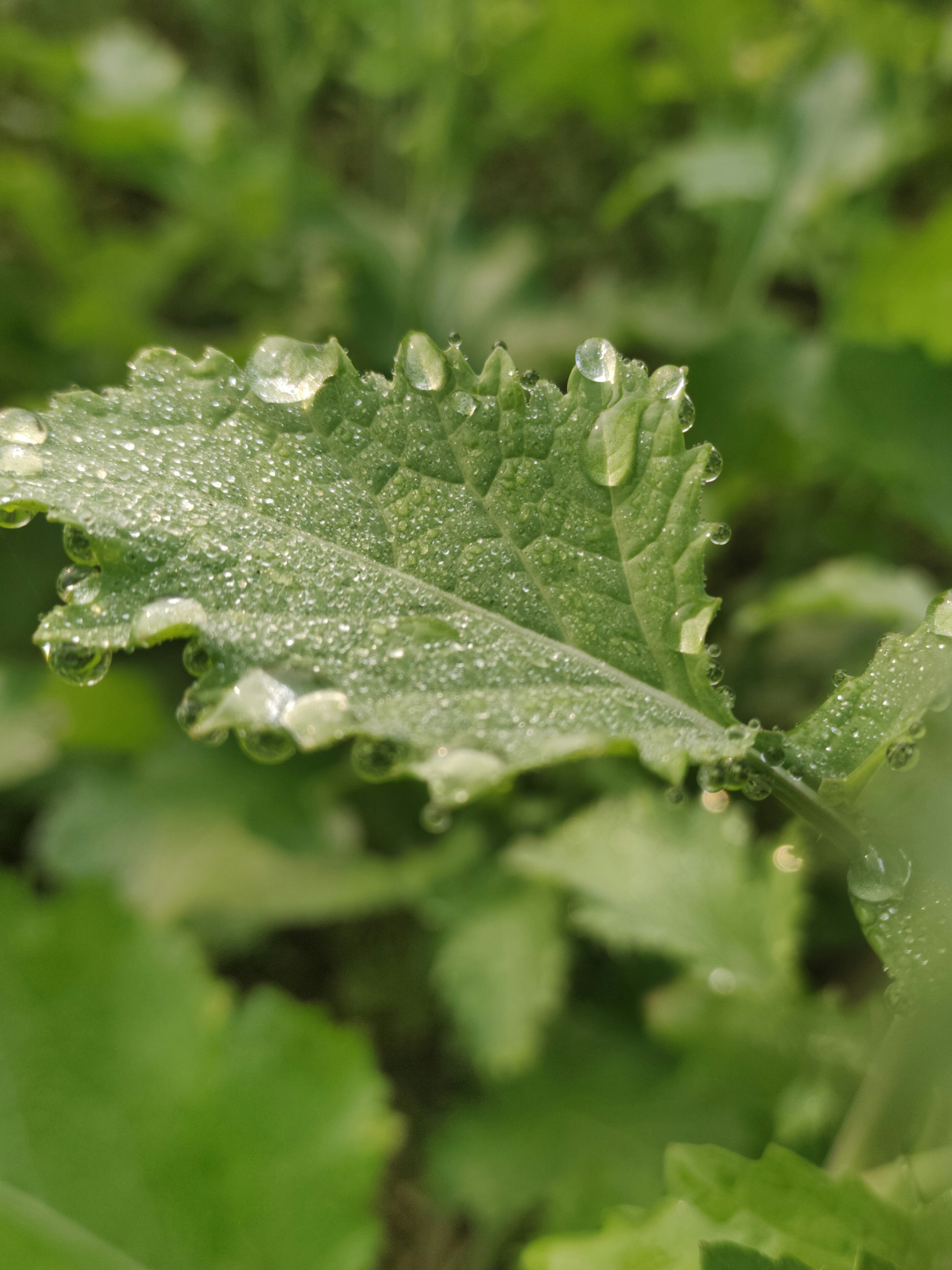 Dew drops | a green leaf with water droplets on it