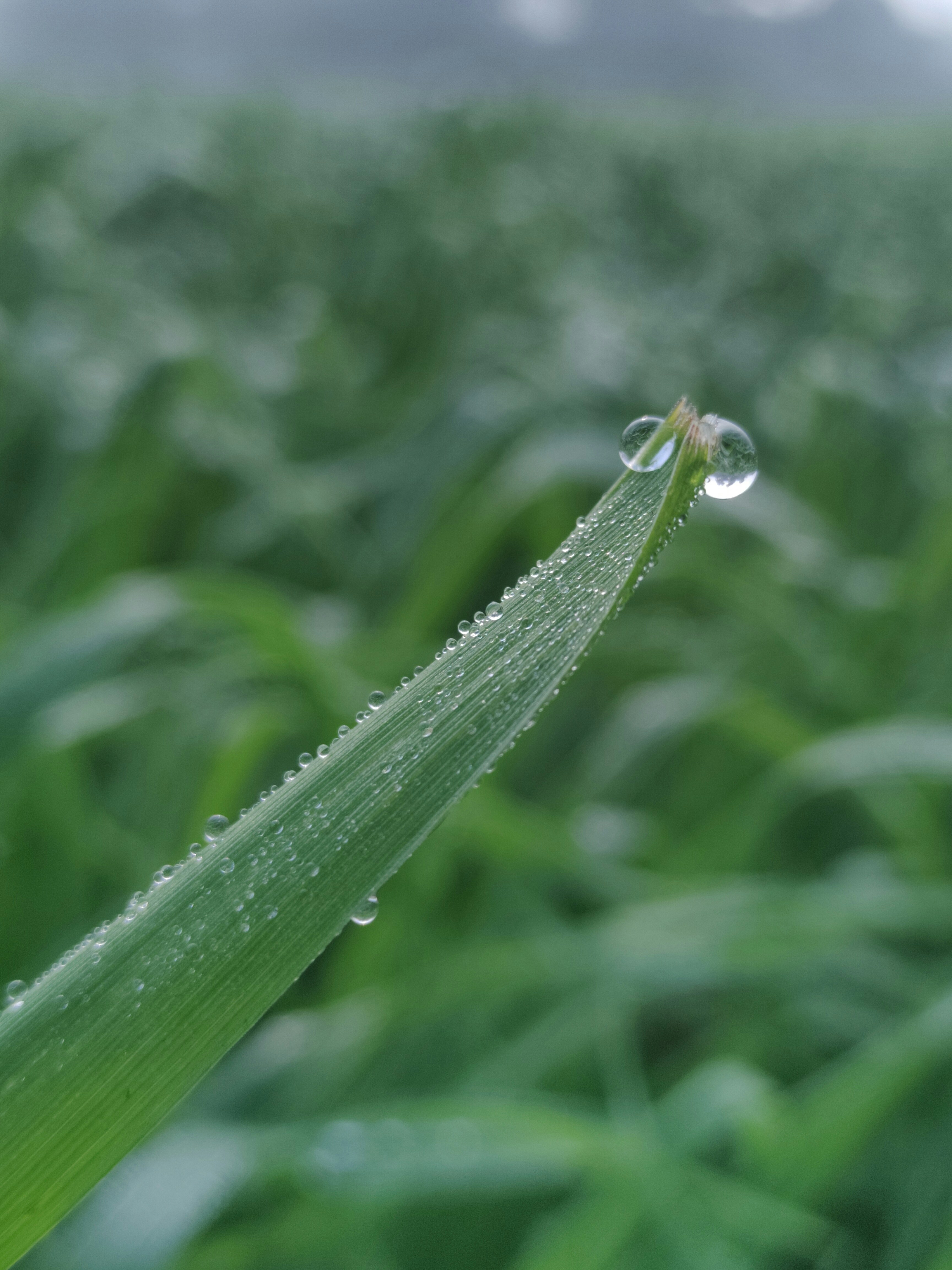Close-up of a dew-covered blade of grass with droplets glistening in the soft light, surrounded by lush greenery.