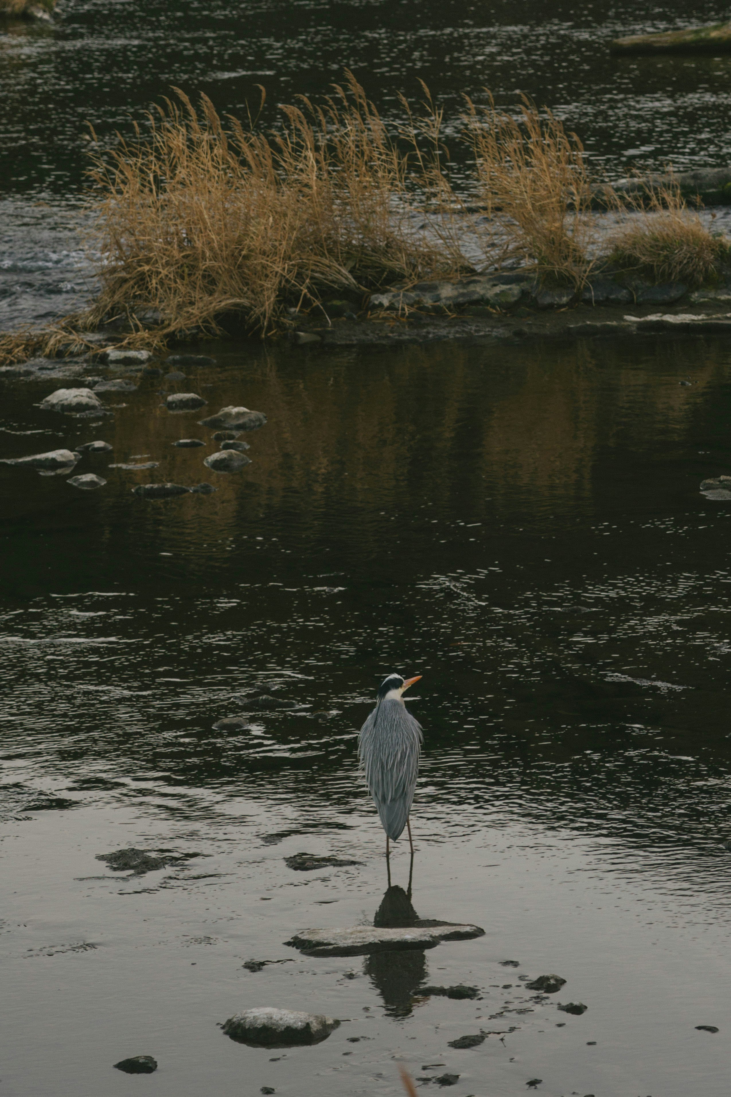 Heron Sentinel on a Lone Rock in a Quiet River