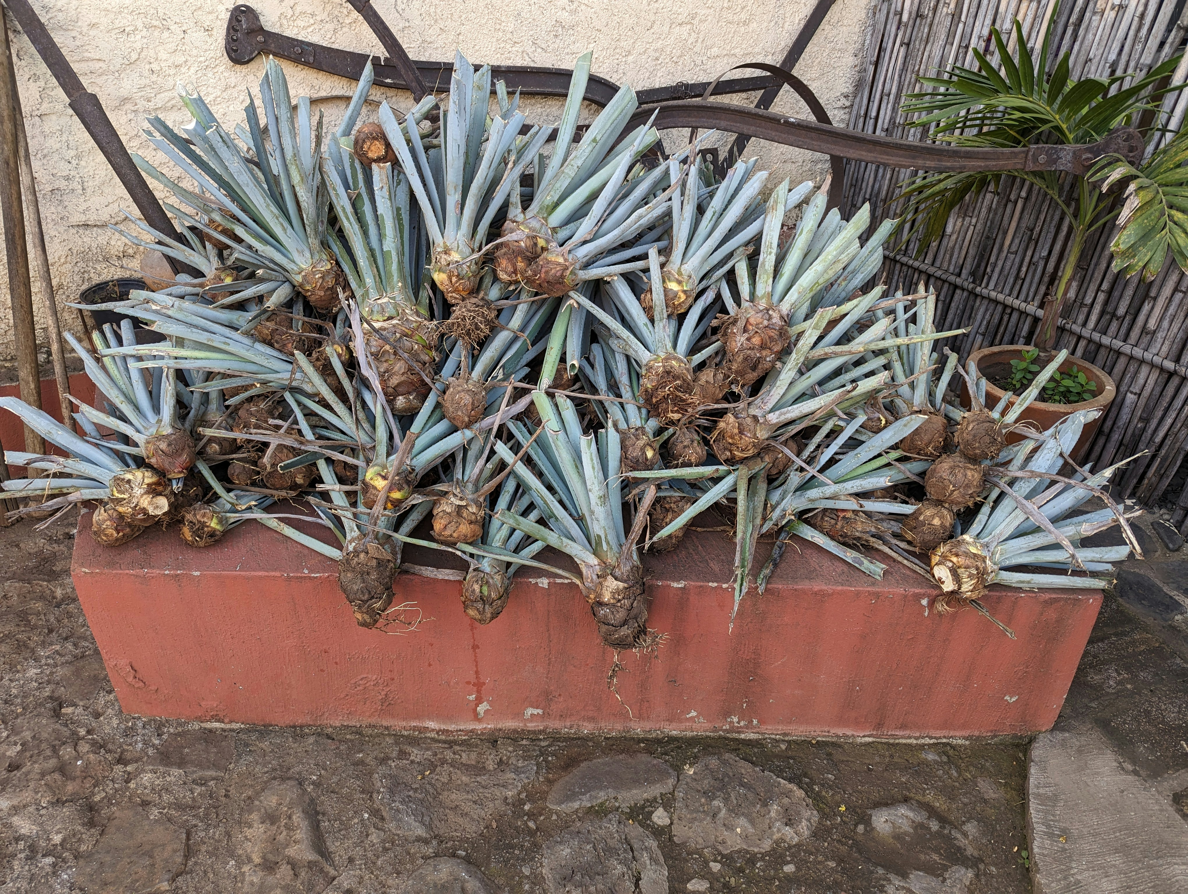 Azure Tufts: Blue-Glaucous Agaves in a Rectangular Planter
