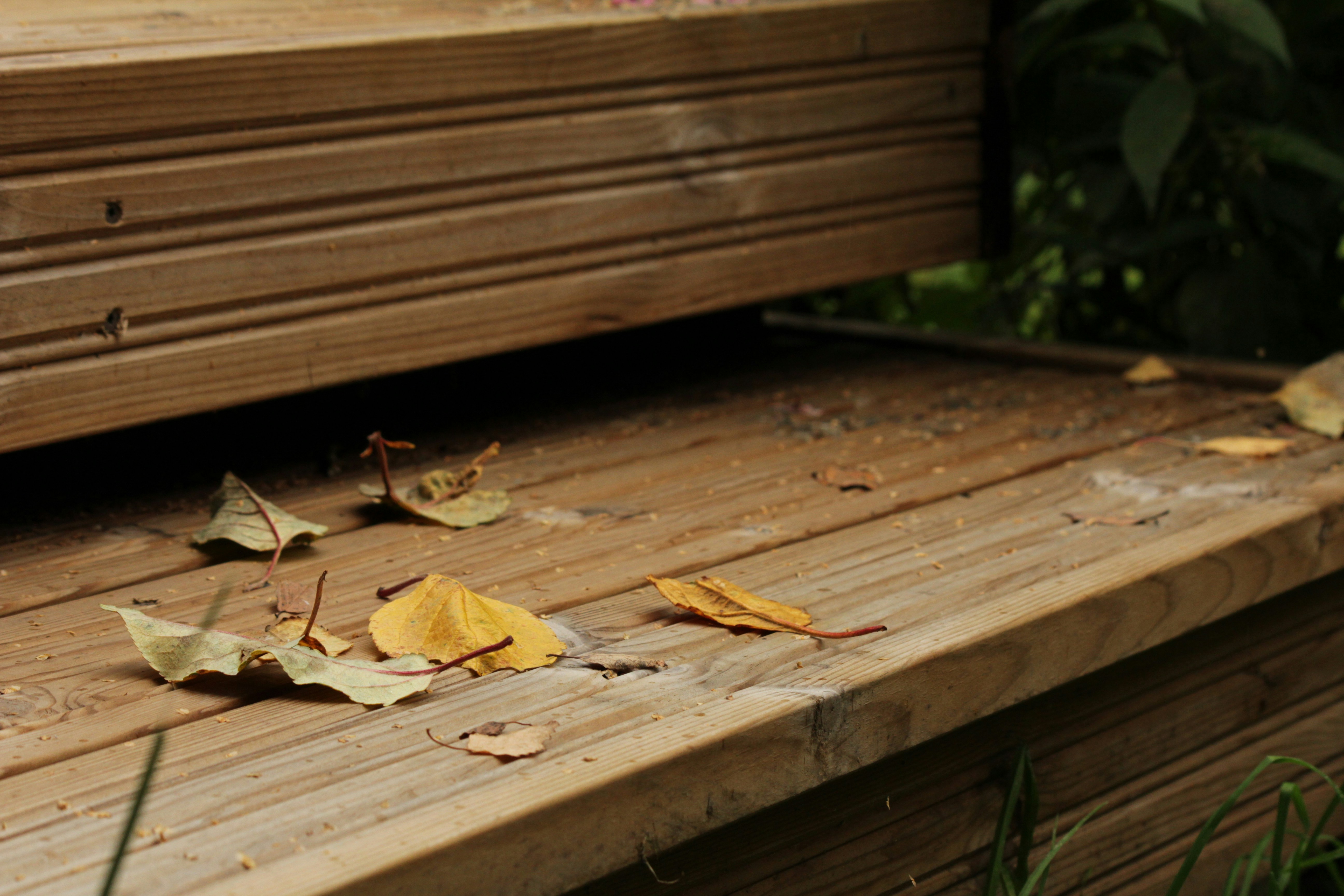 Amber Leaves Scatter Across Weathered Wooden Steps