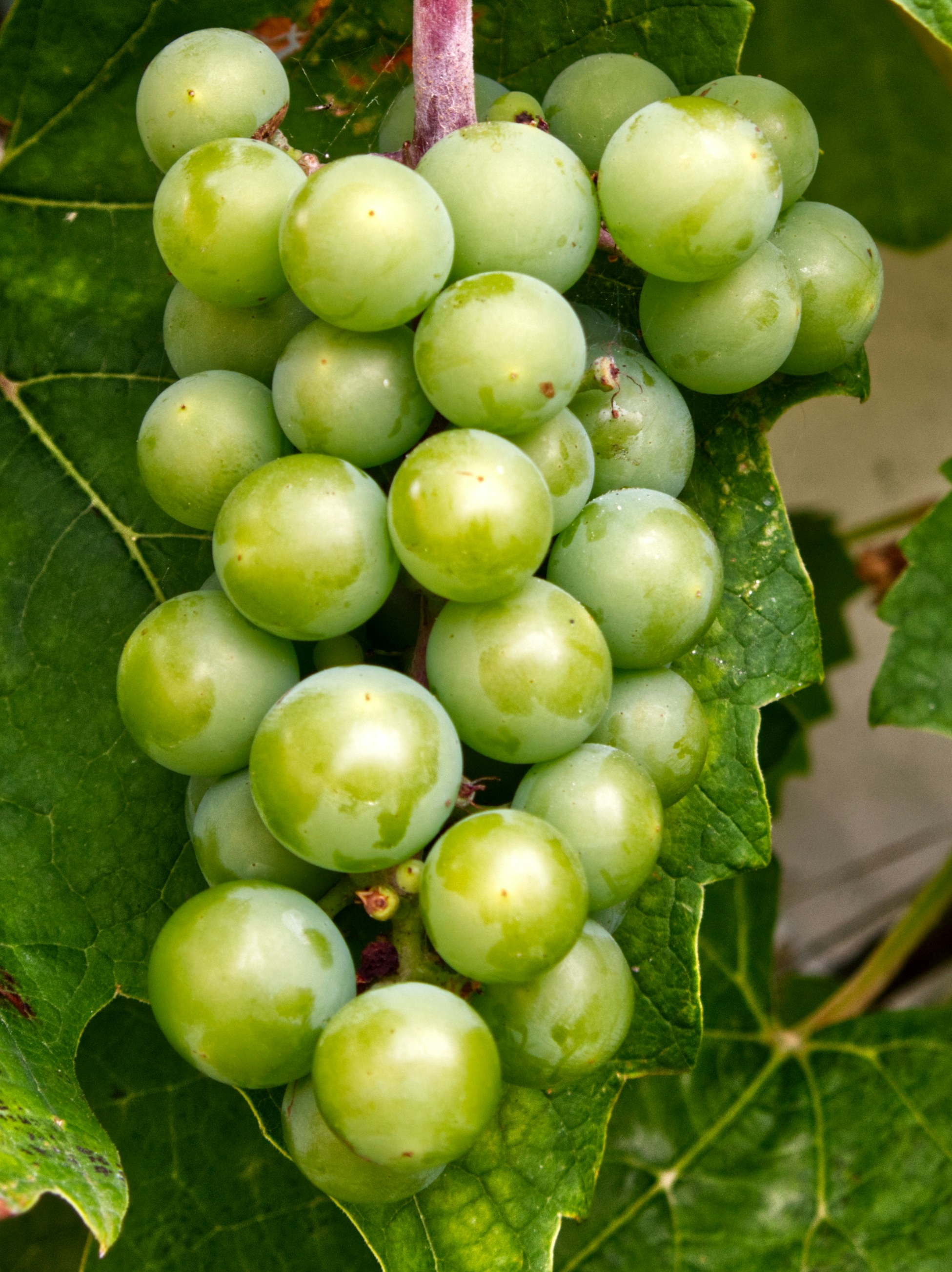 Cluster of Green Grapes on a Vine Leaf