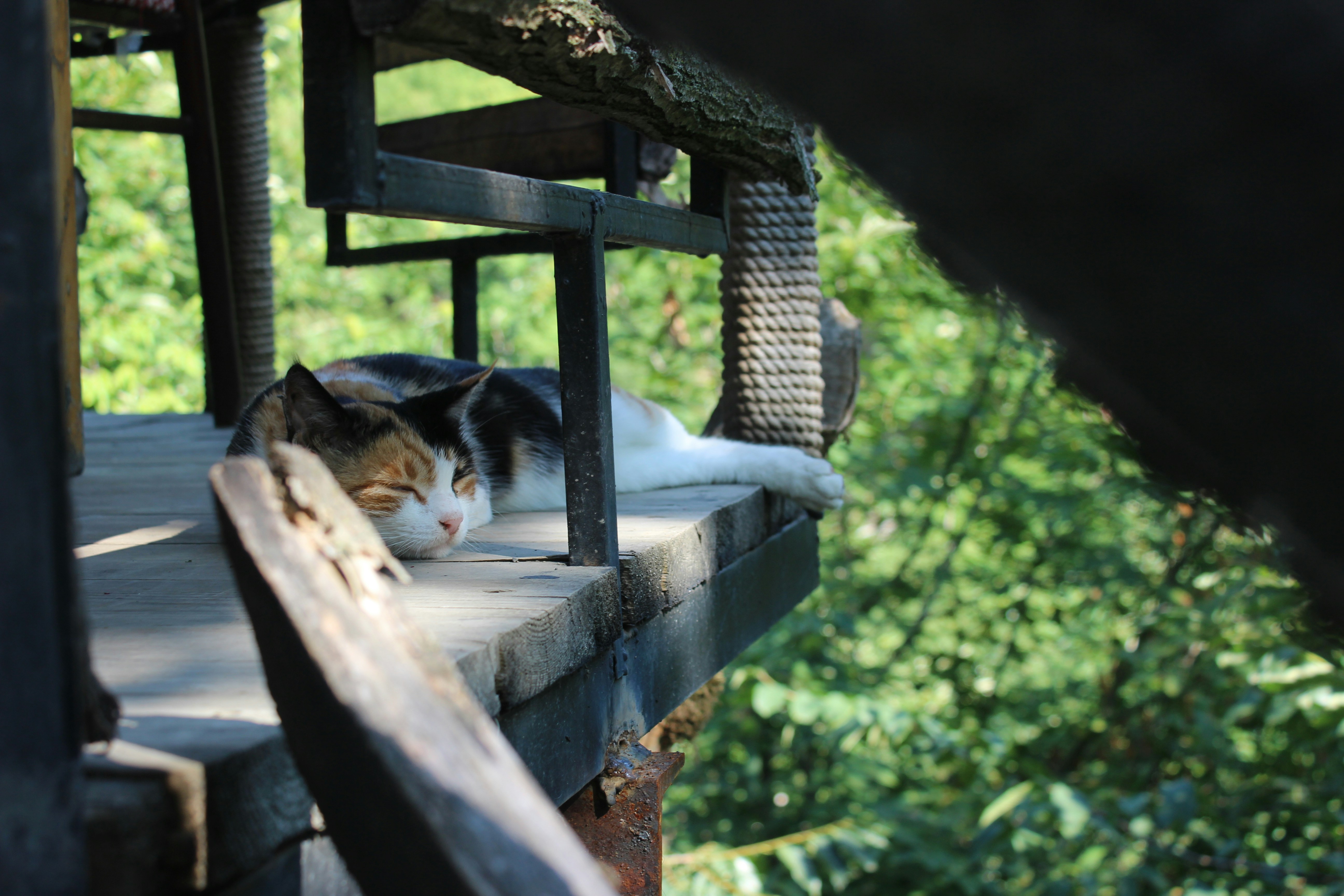 Calico on the Veranda: a Quiet Nap in Dappled Green Light