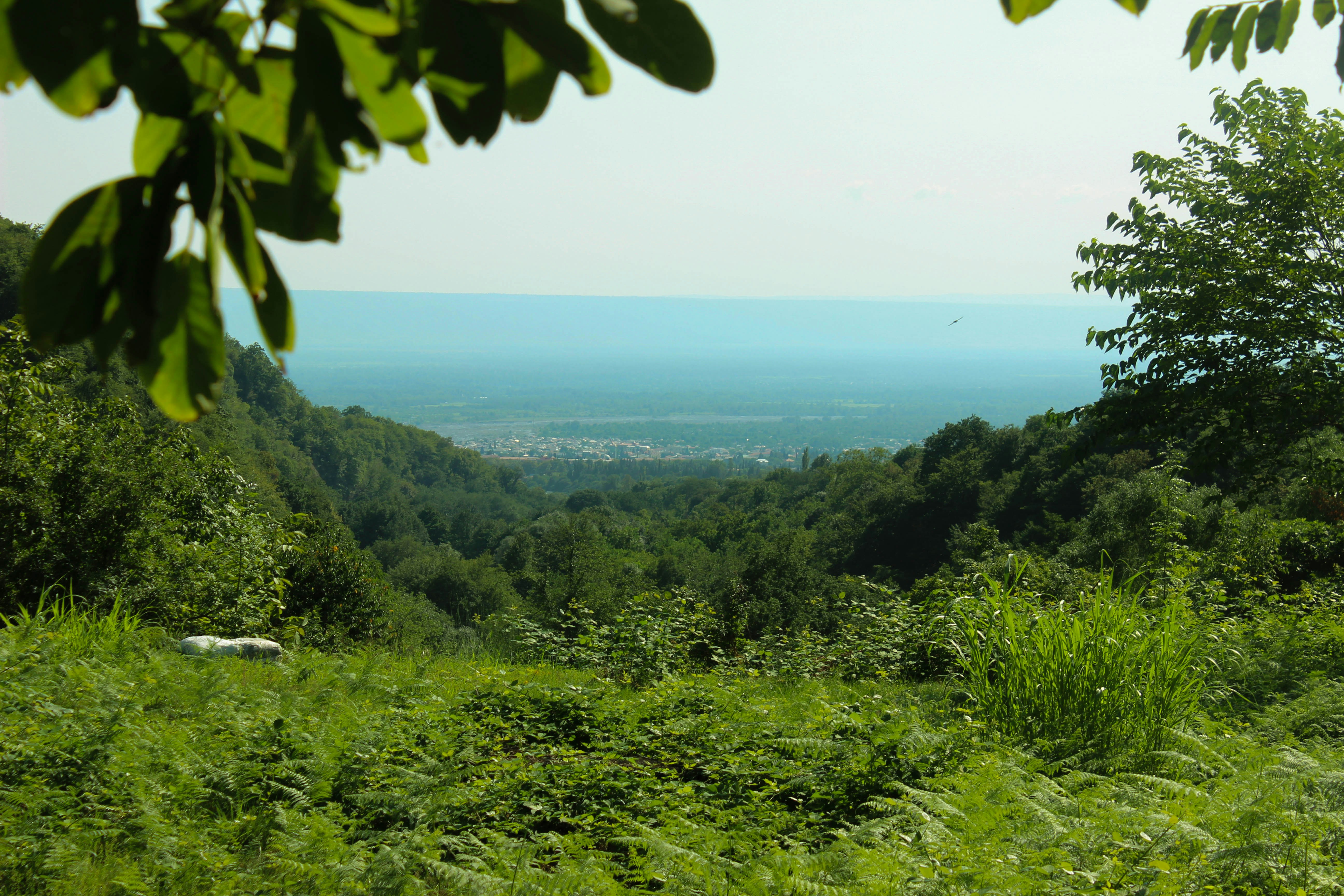 Lush green landscape with distant blue horizon under a canopy of leaves.