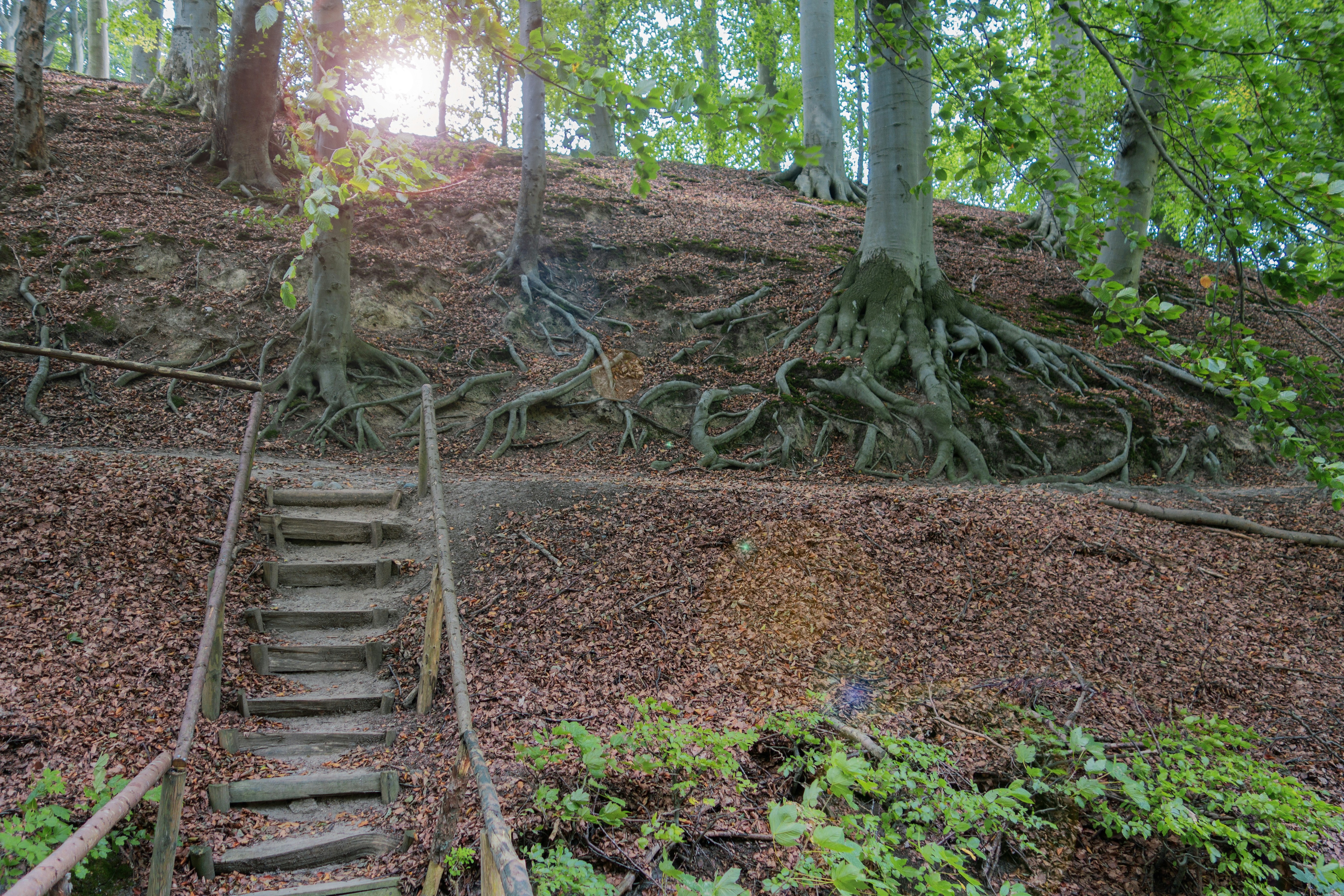 Stairway Through a Root-Woven Forest Slope at Dappled Dawn