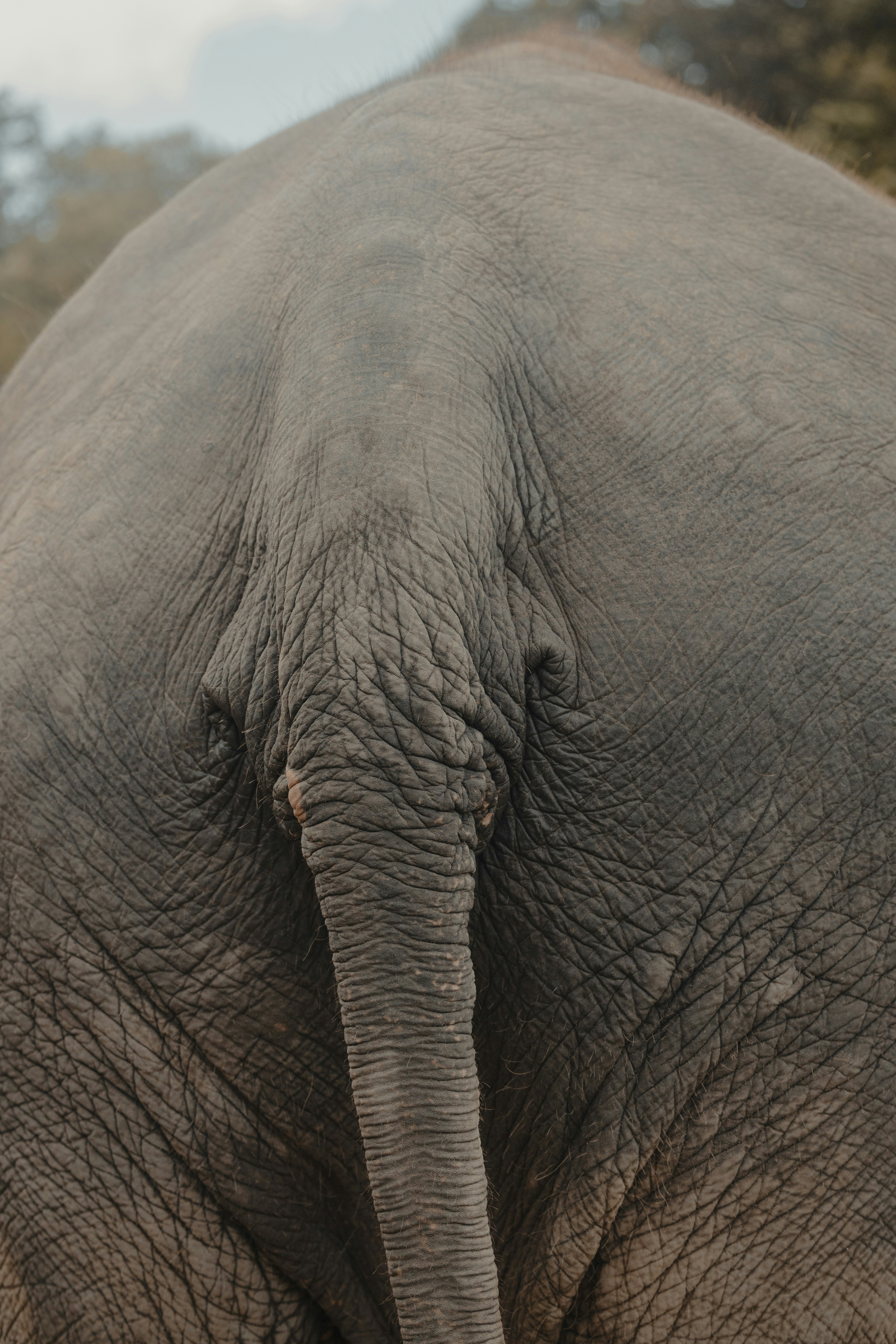 Veins of Gray: A Close-Up Portrait of Elephant Skin and Trunk