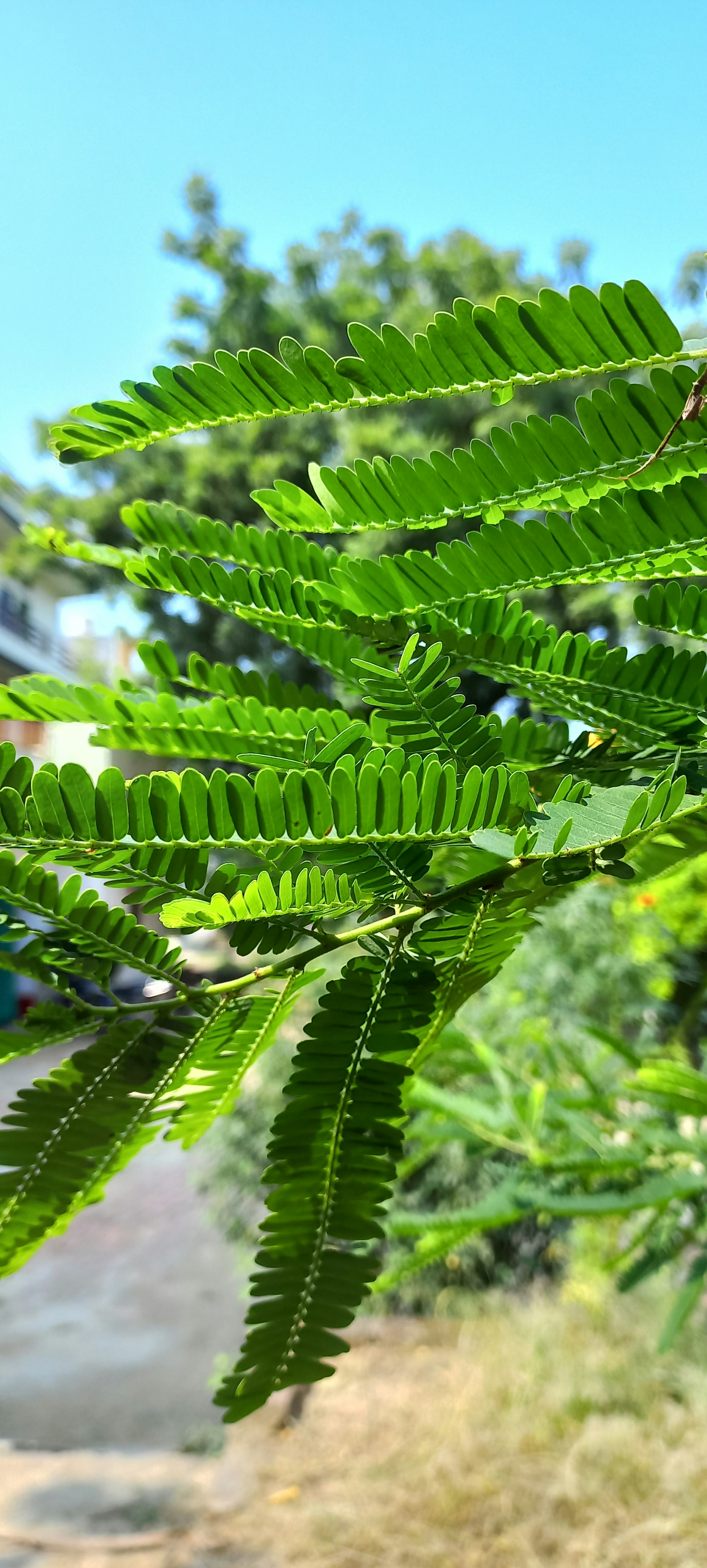 Bright green compound leaves extend across the frame with a blue sky behind; shallow depth of field keeps the foreground foliage sharp while the background street and garden blur.
