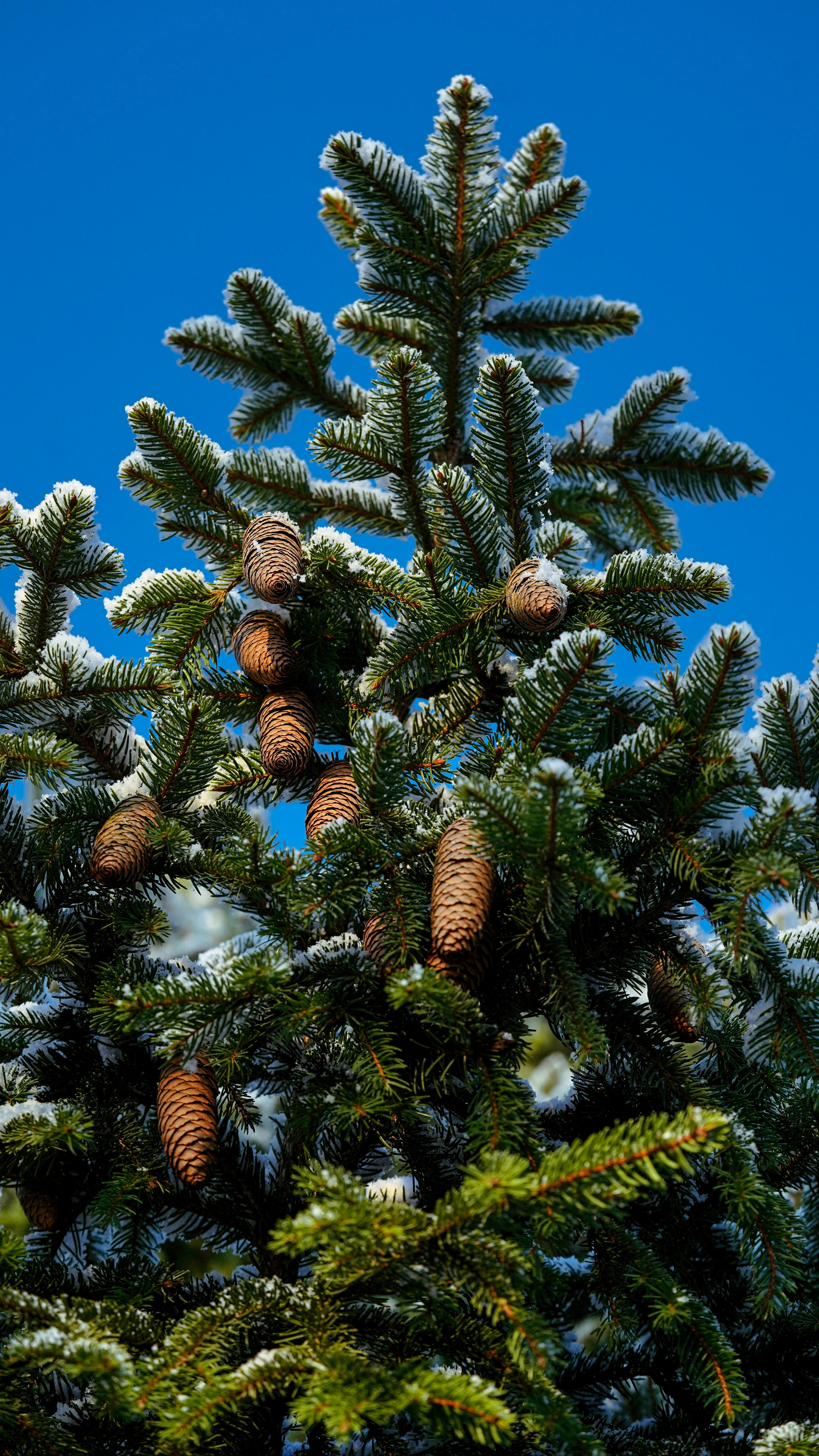 Cobalt Sky Over Frosted Spruce and Pinecone Clusters