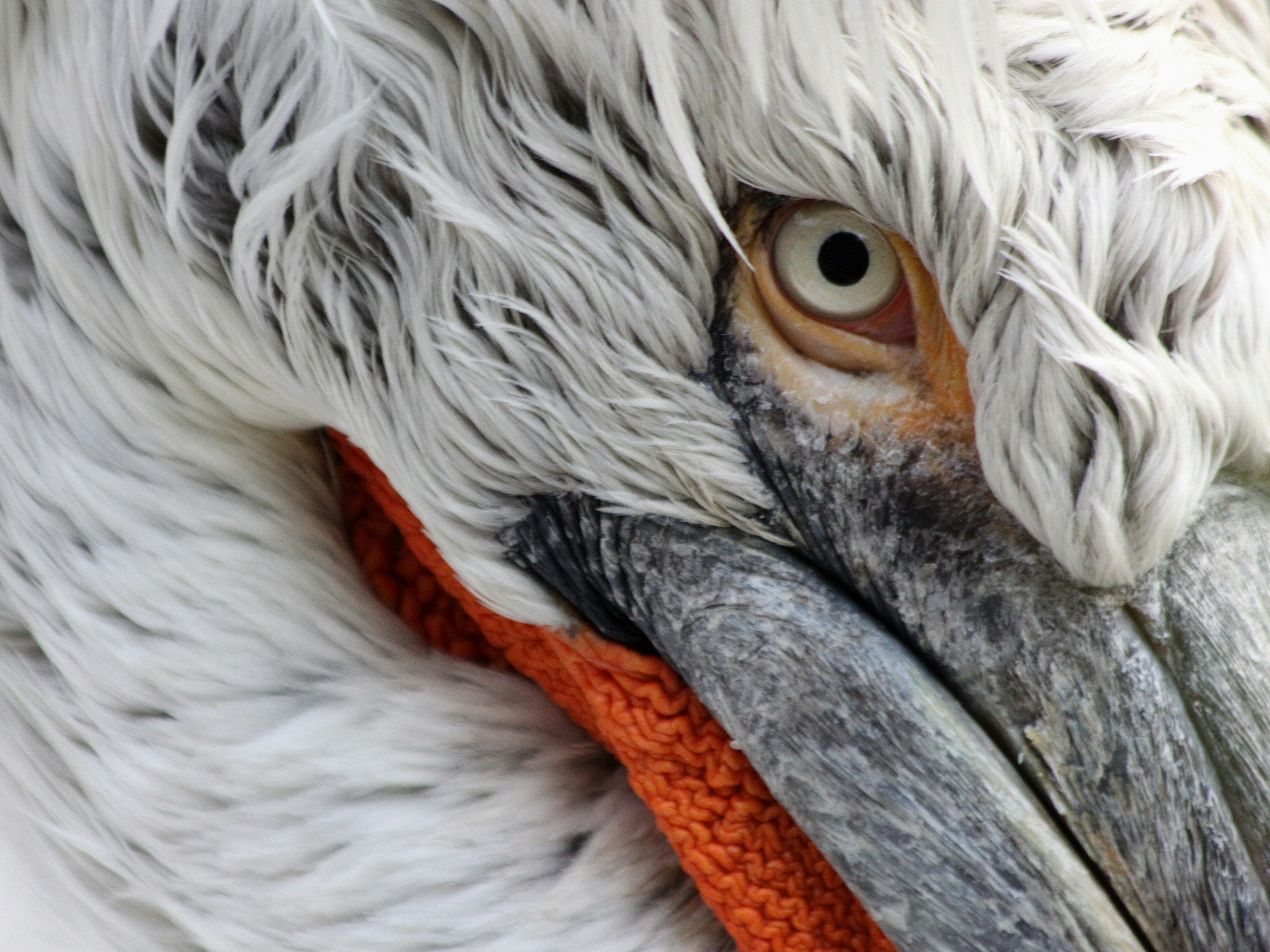 Snow-White Gaze: A Close-Up Pelican Head