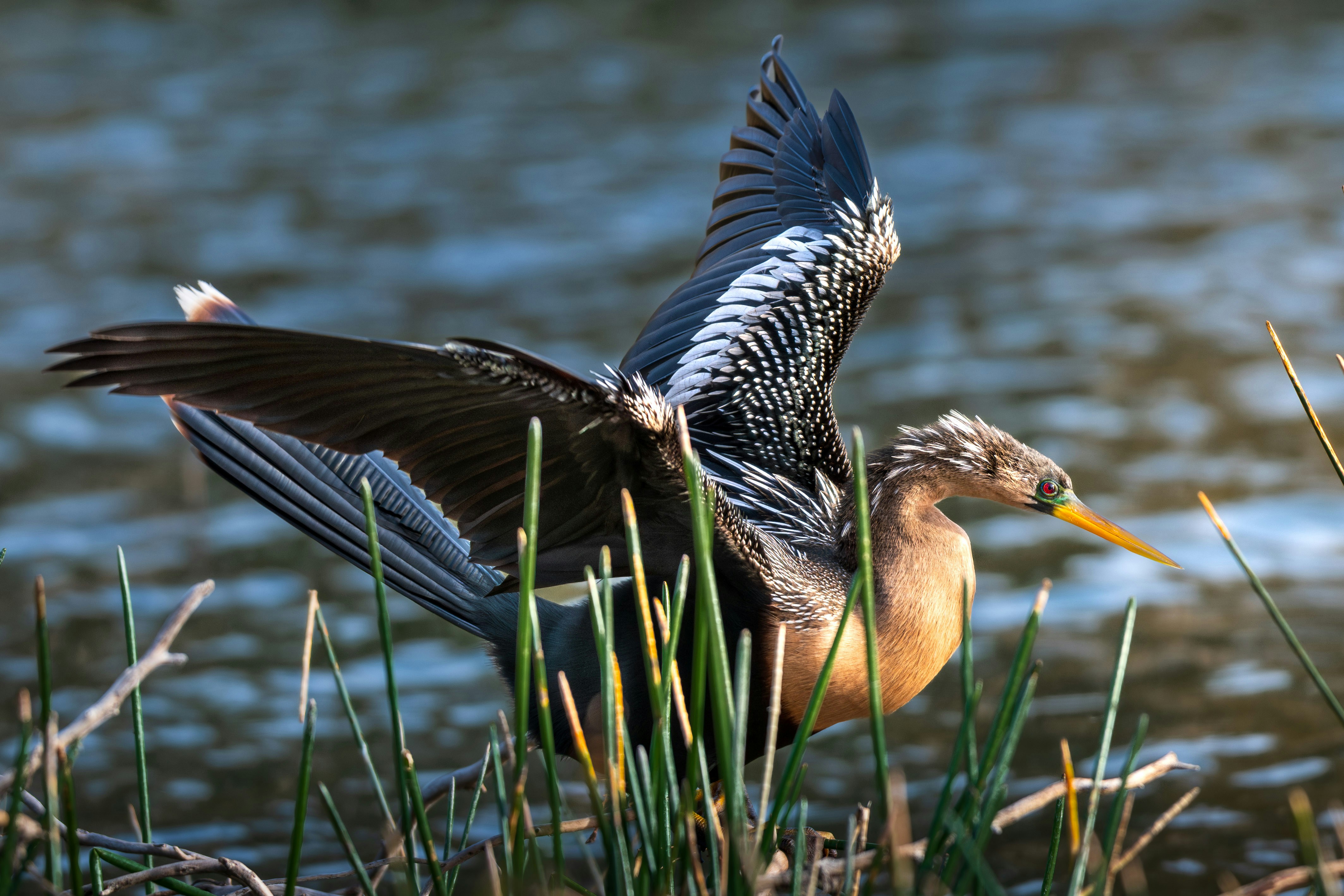 A bird flaps its wings while standing in the water photo – Free Bird ...