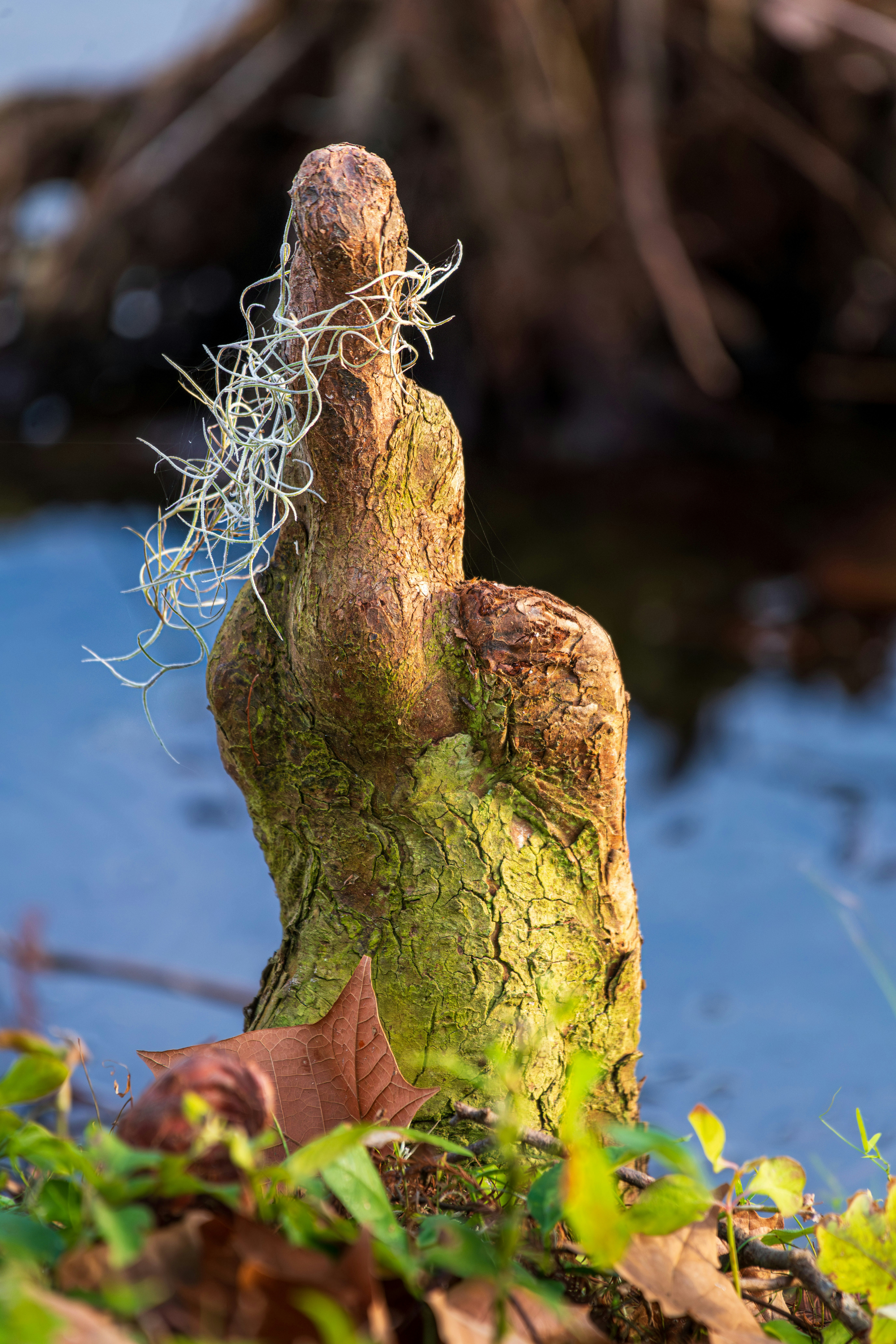 Lichen-Wrapped Sentinel Rises at the Pond's Edge