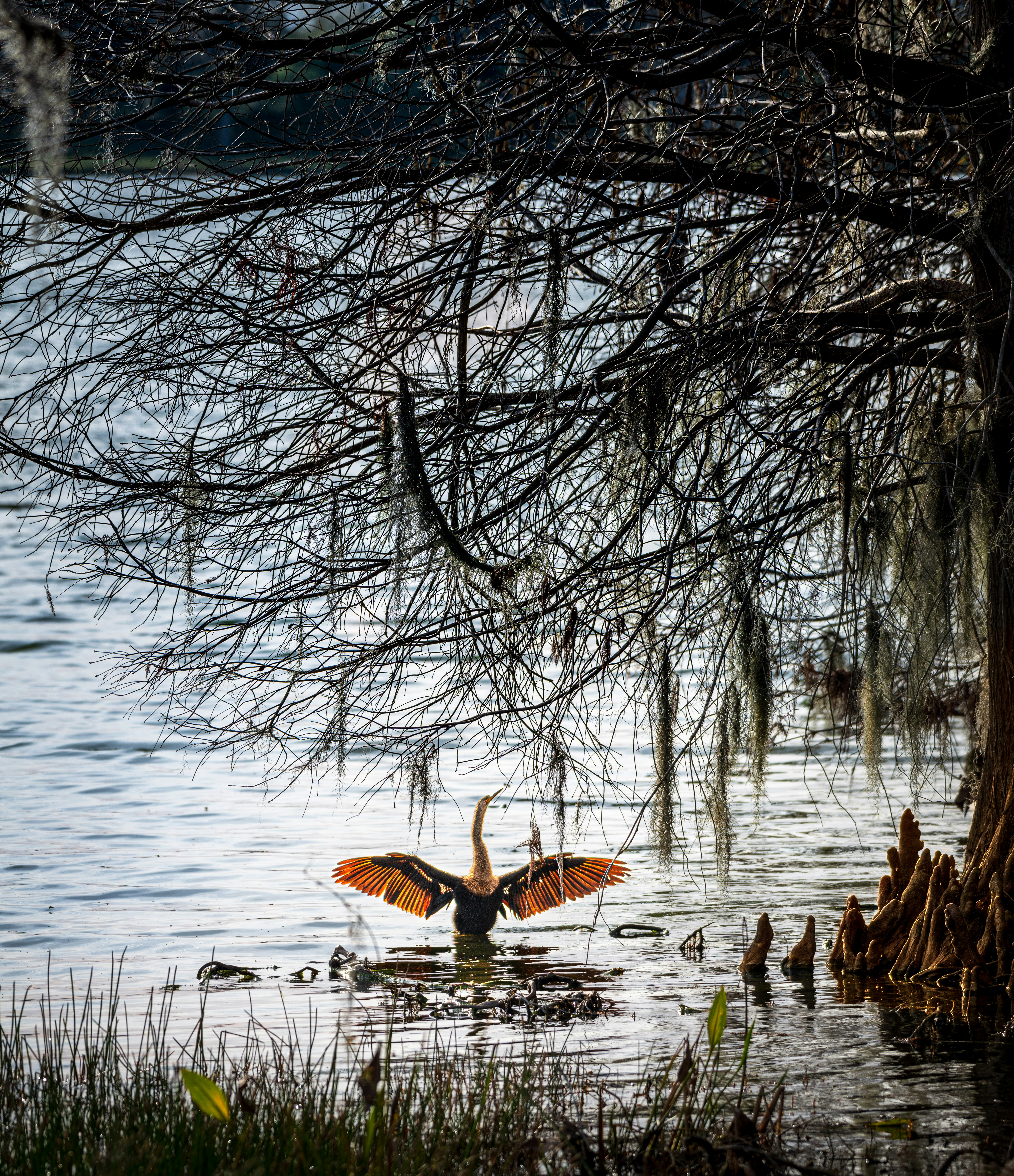 Winged Wake: A Heron Rises from Quiet Stillness