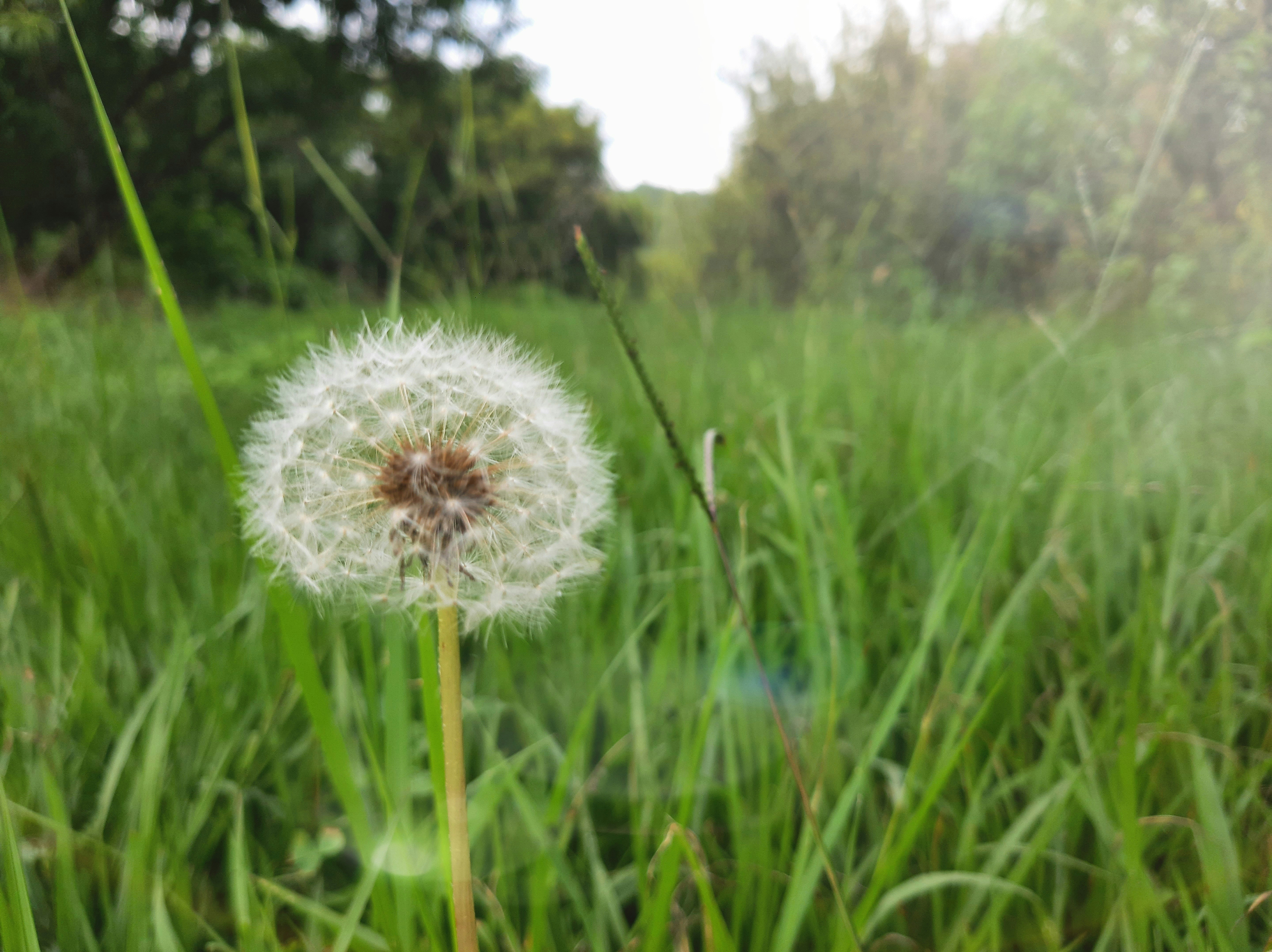 Dandelion seed head standing tall in a sunlit grassy meadow.
