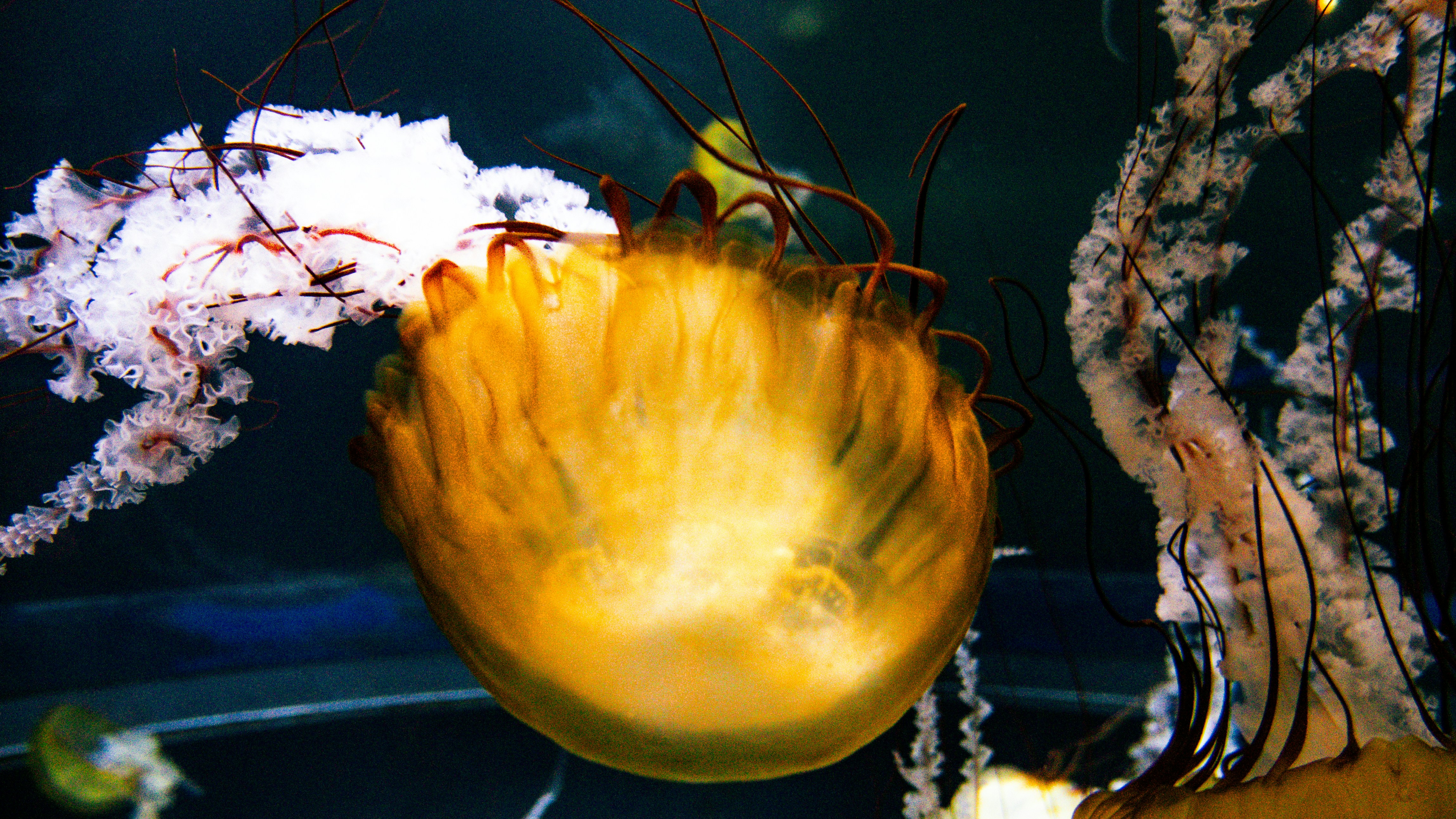 Luminescent Ember in the Blue: A Jellyfish Portrait