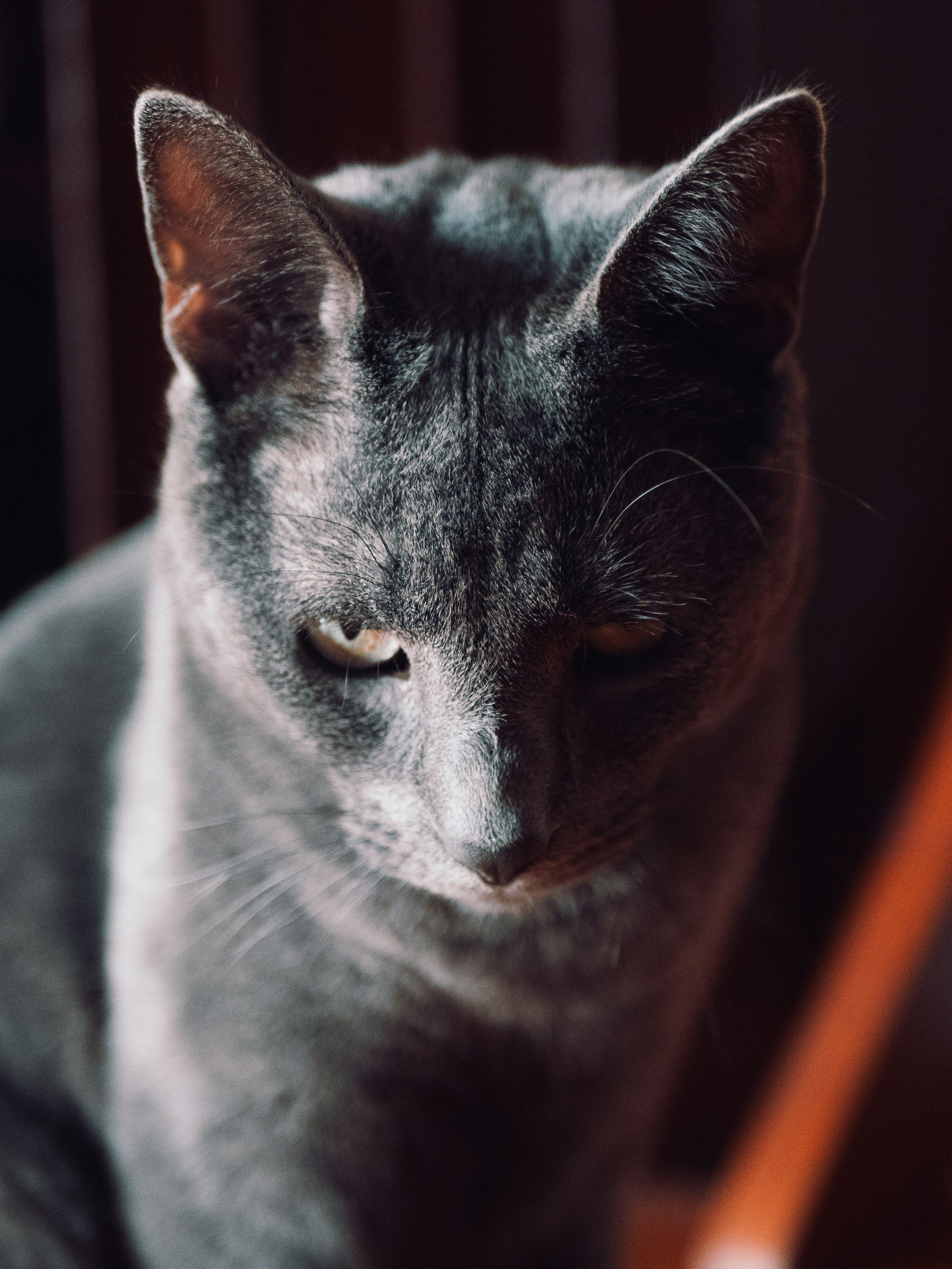 Velvet Gaze in Quiet Light: A Close-Up Portrait of a Gray Cat