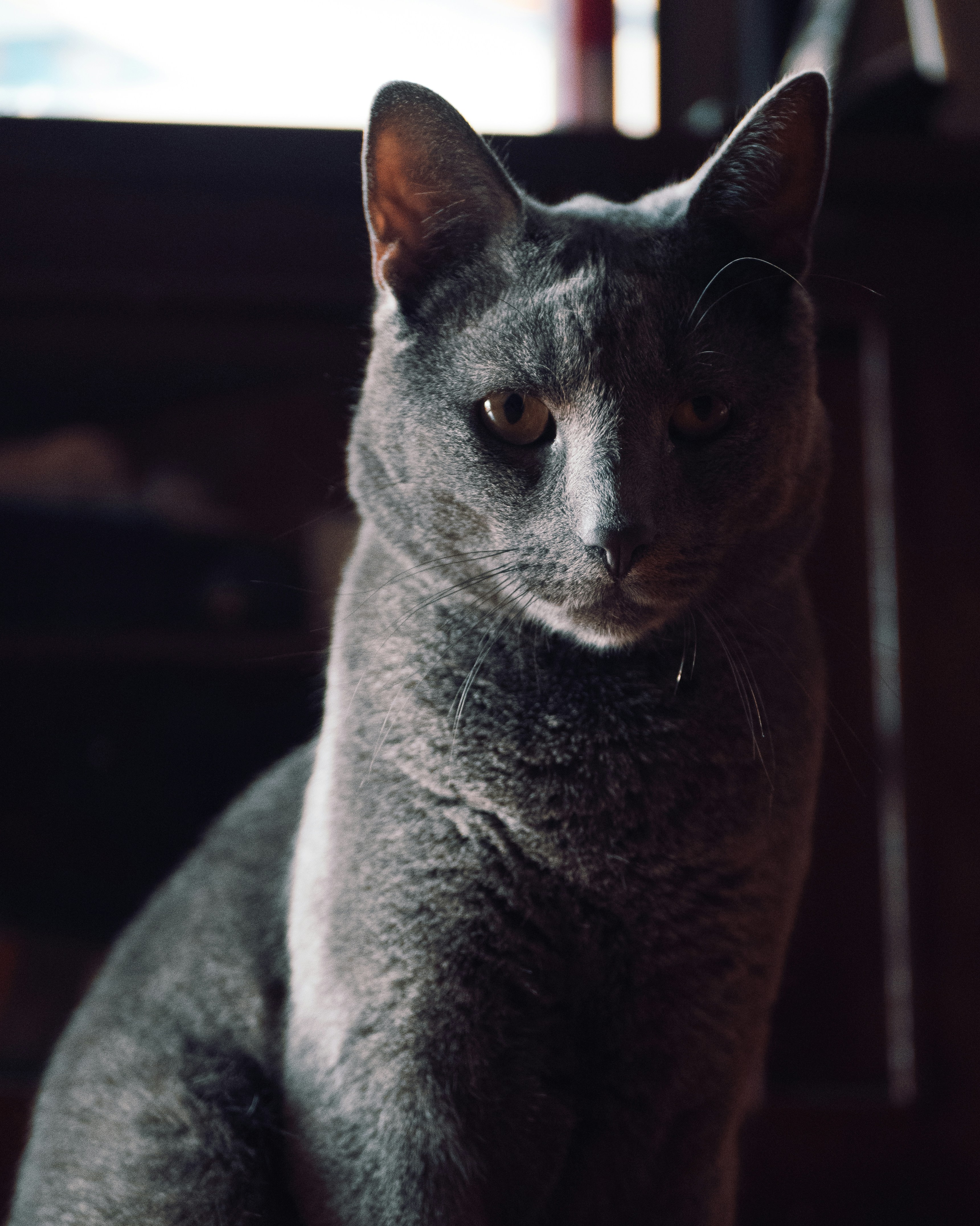 Midnight Velvet: The Quiet Gaze of a Gray Cat in Low Light