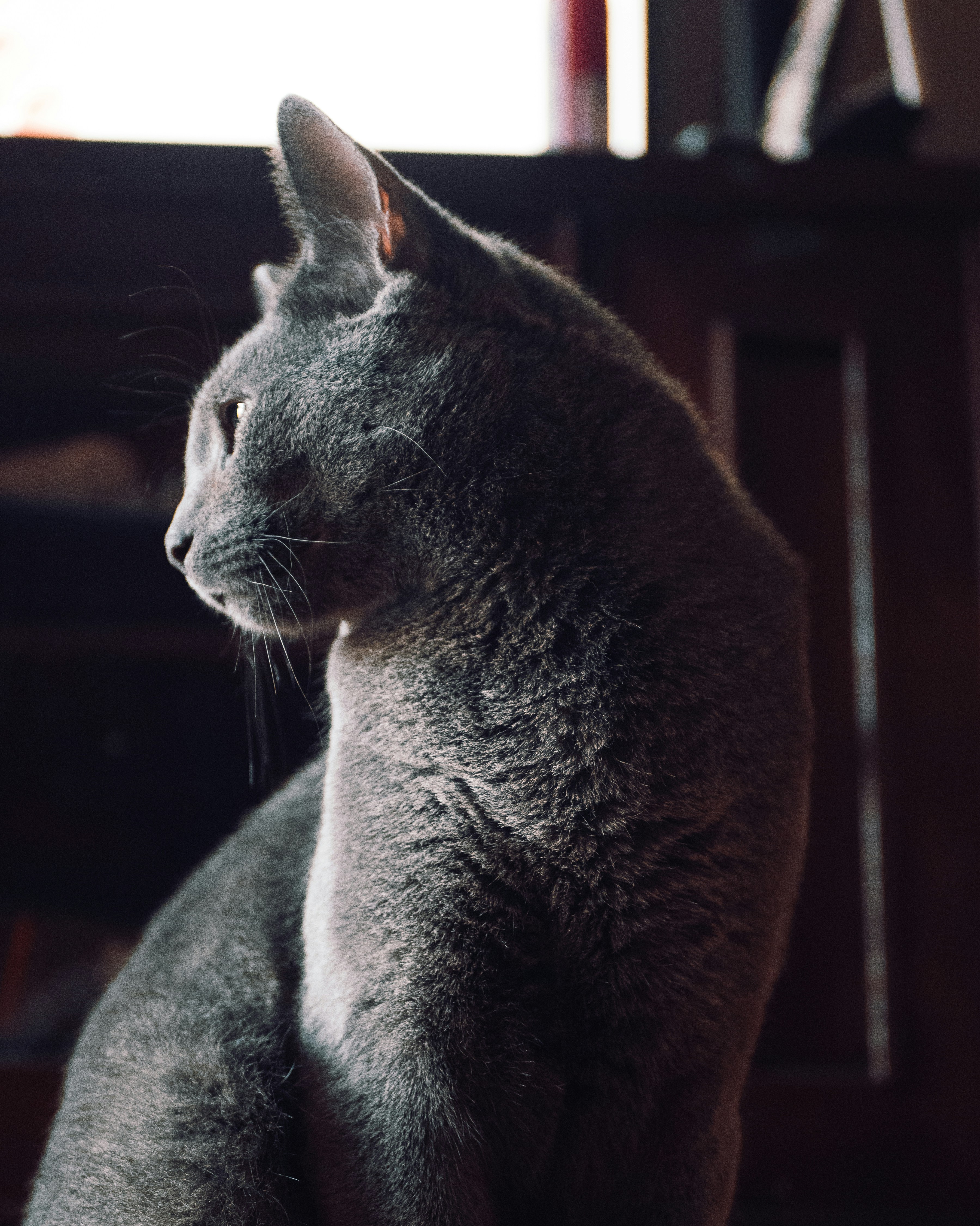 Profile shot of a gray cat in a dim indoor setting, lit from the left, with a shallow depth of field highlighting the fur texture and silhouette.