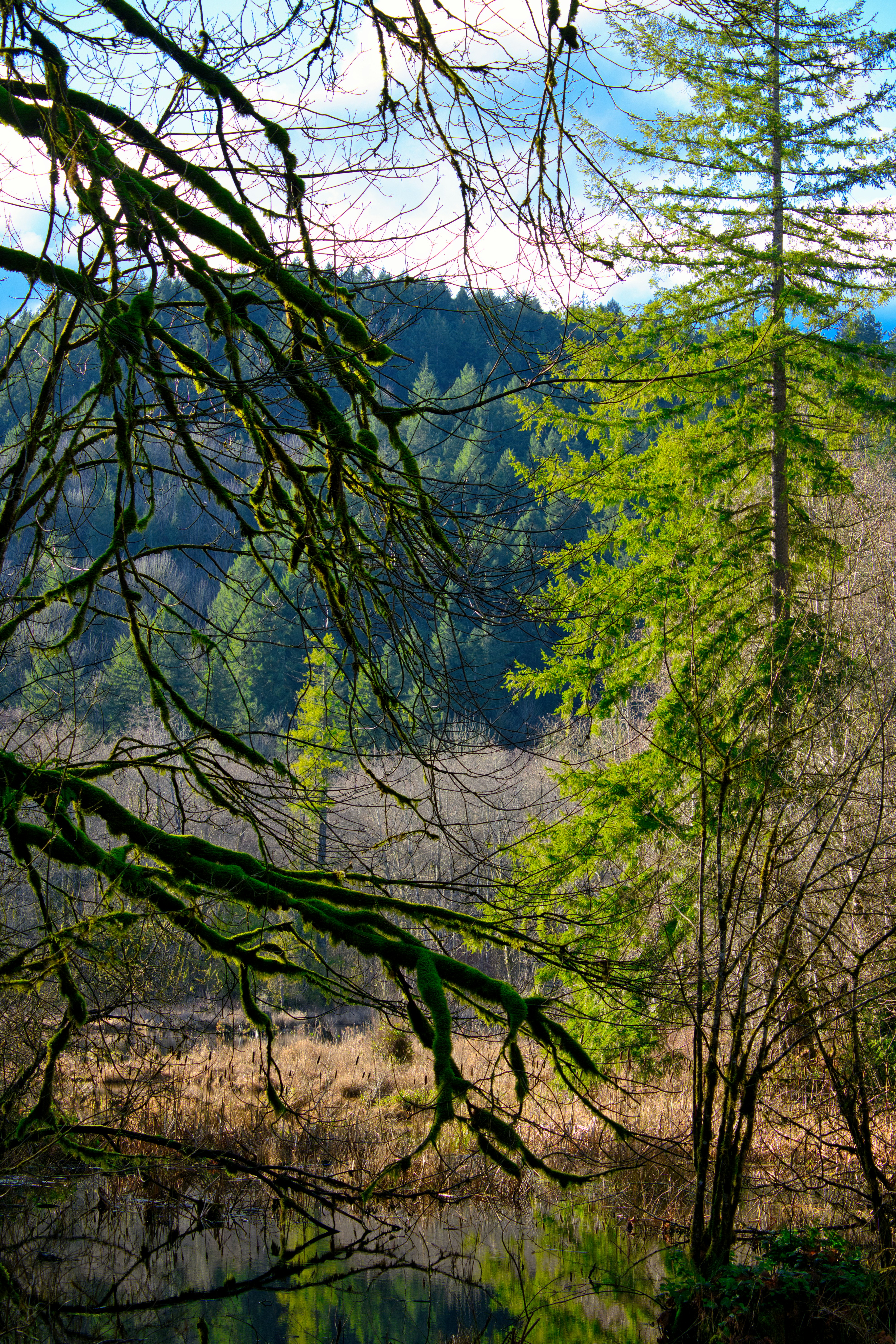 Une forêt remplie de beaucoup d’arbres à côté d’un lac photo – Image ...