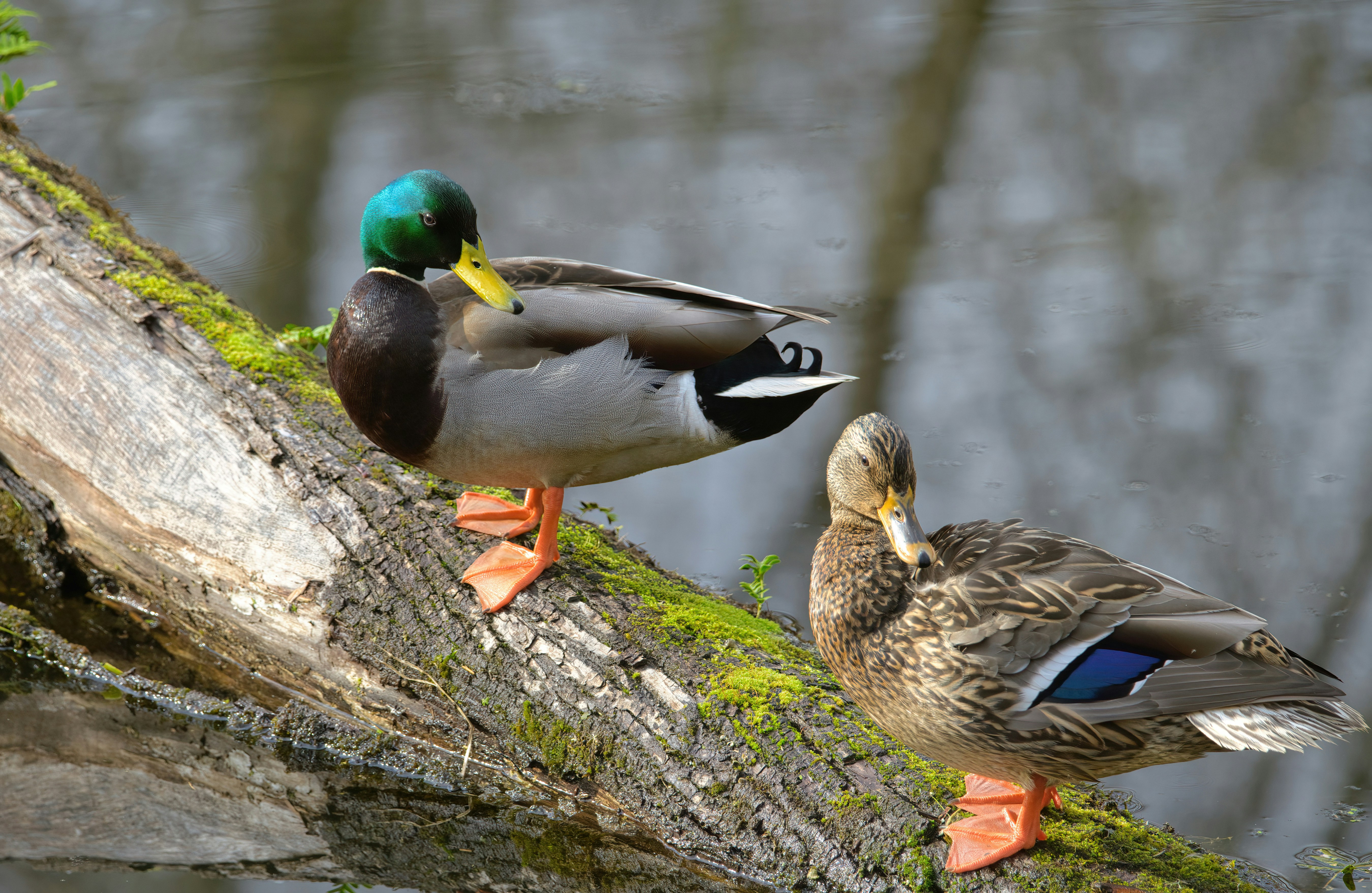 Harmony on the Water's Edge