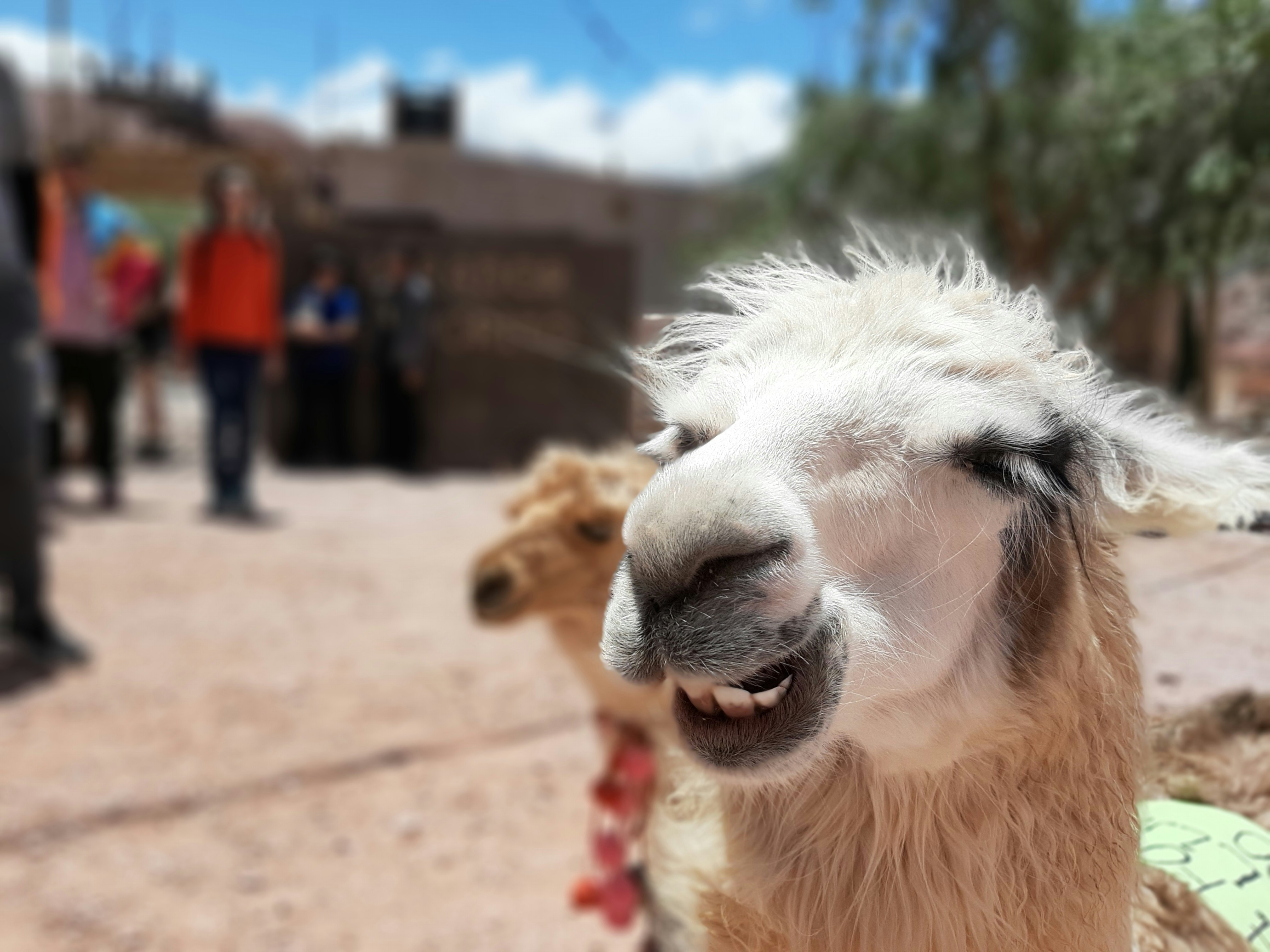 Cheeky Llama Close-Up in Sunlit Courtyard