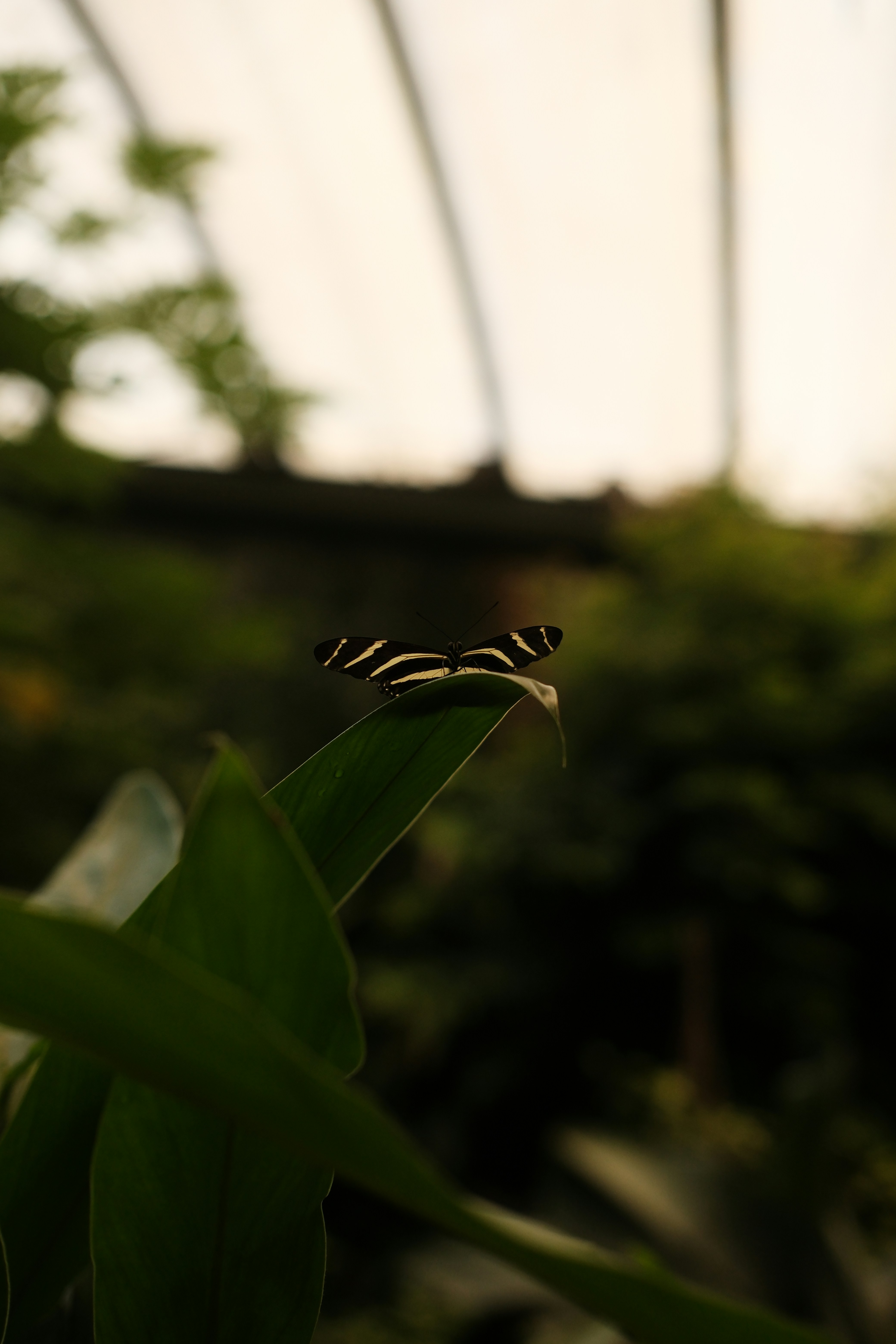 Zebra-Striped Butterfly on a Leaf Beneath Glasshouse Light