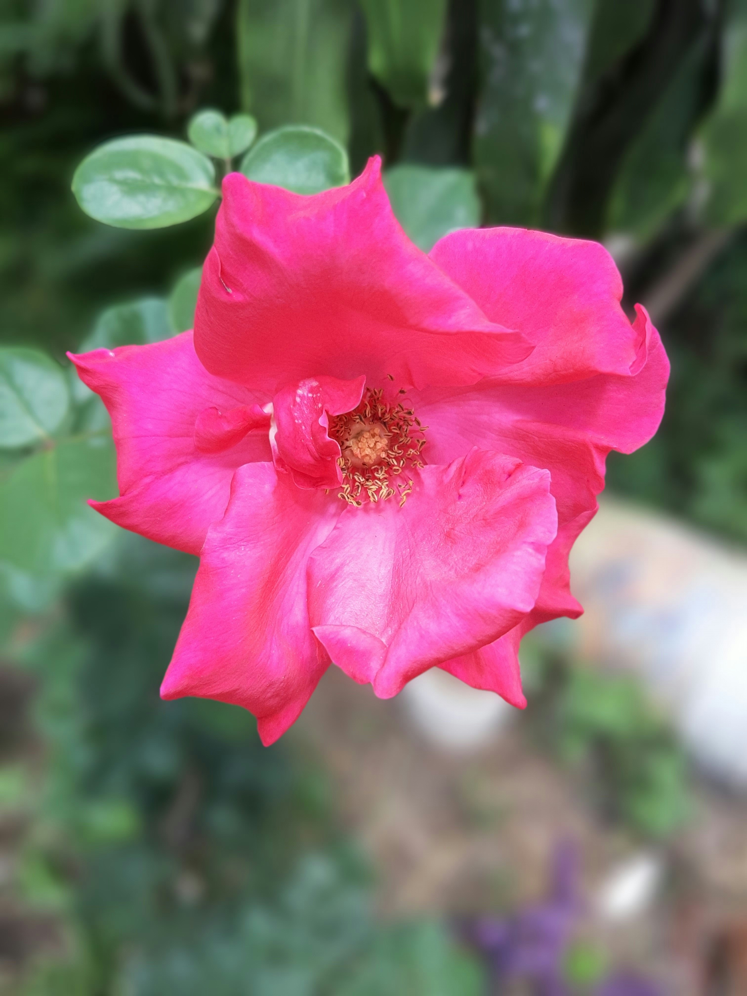 Velvet Pink Bloom: A Close-Up Study of a Rose with a Dreamy Green Backdrop