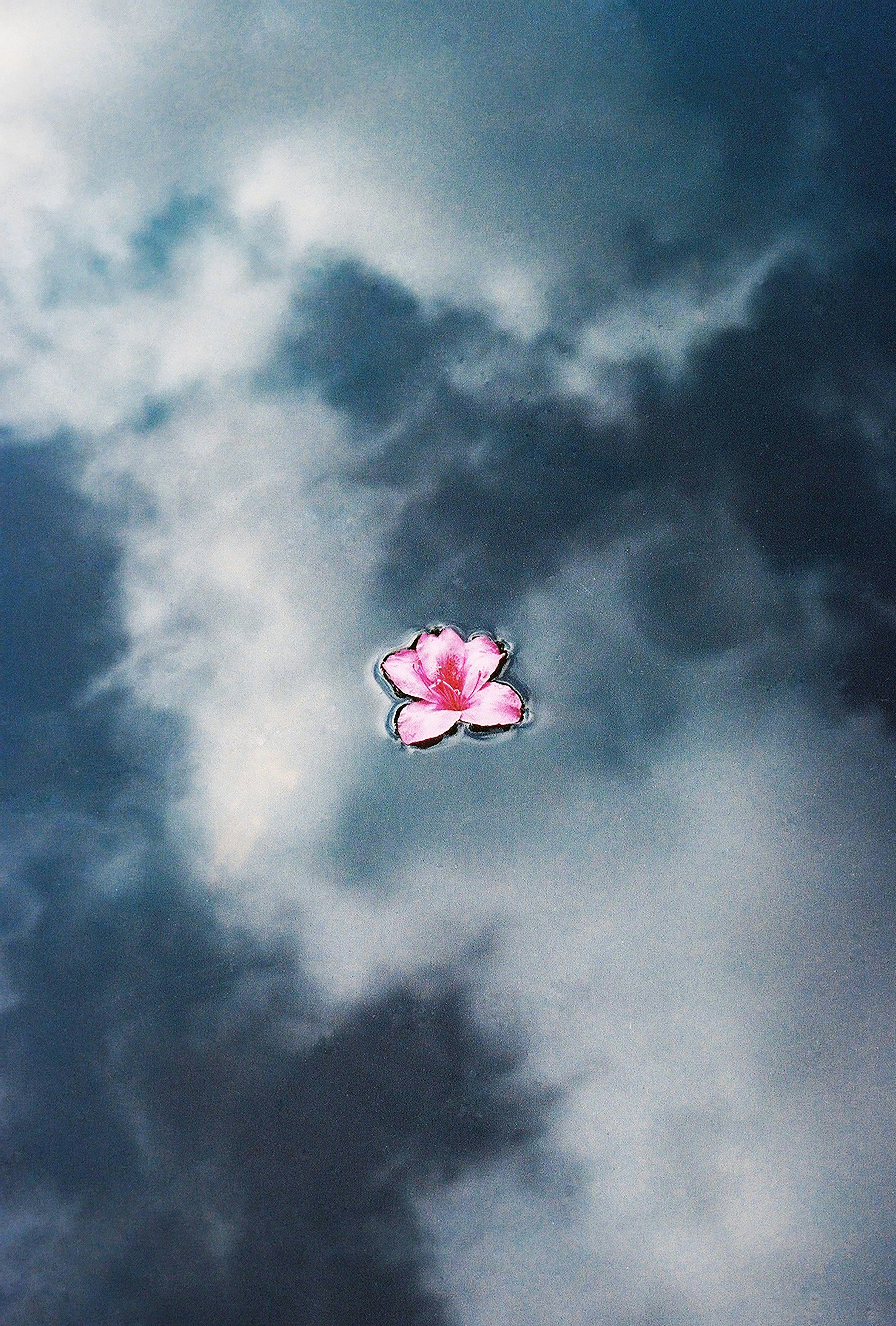A single pink flower floats on water that mirrors cloudy blue skies, creating a dreamlike contrast.