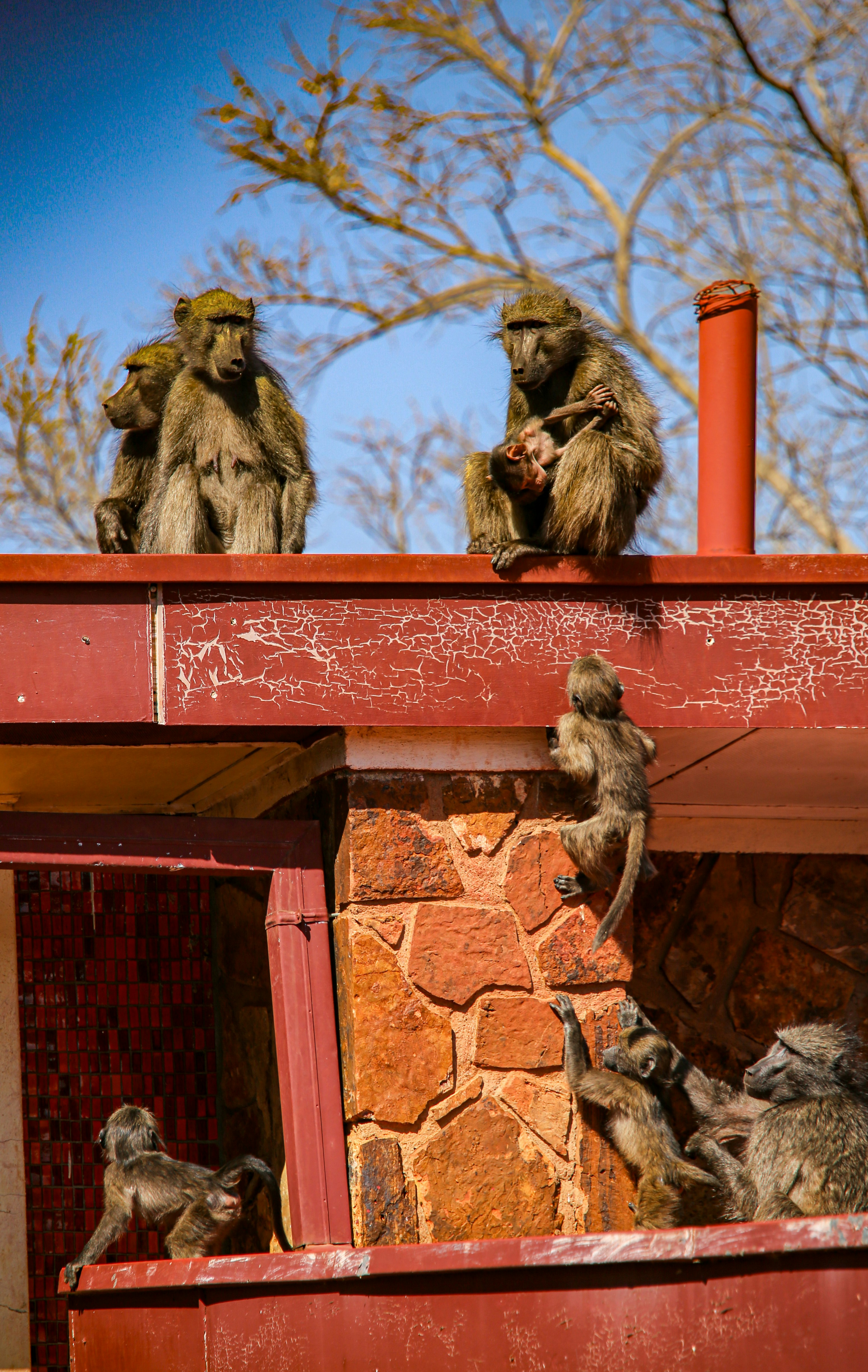 Crimson Rooftop Troop: Monkeys Perched in a Sunlit Courtyard
