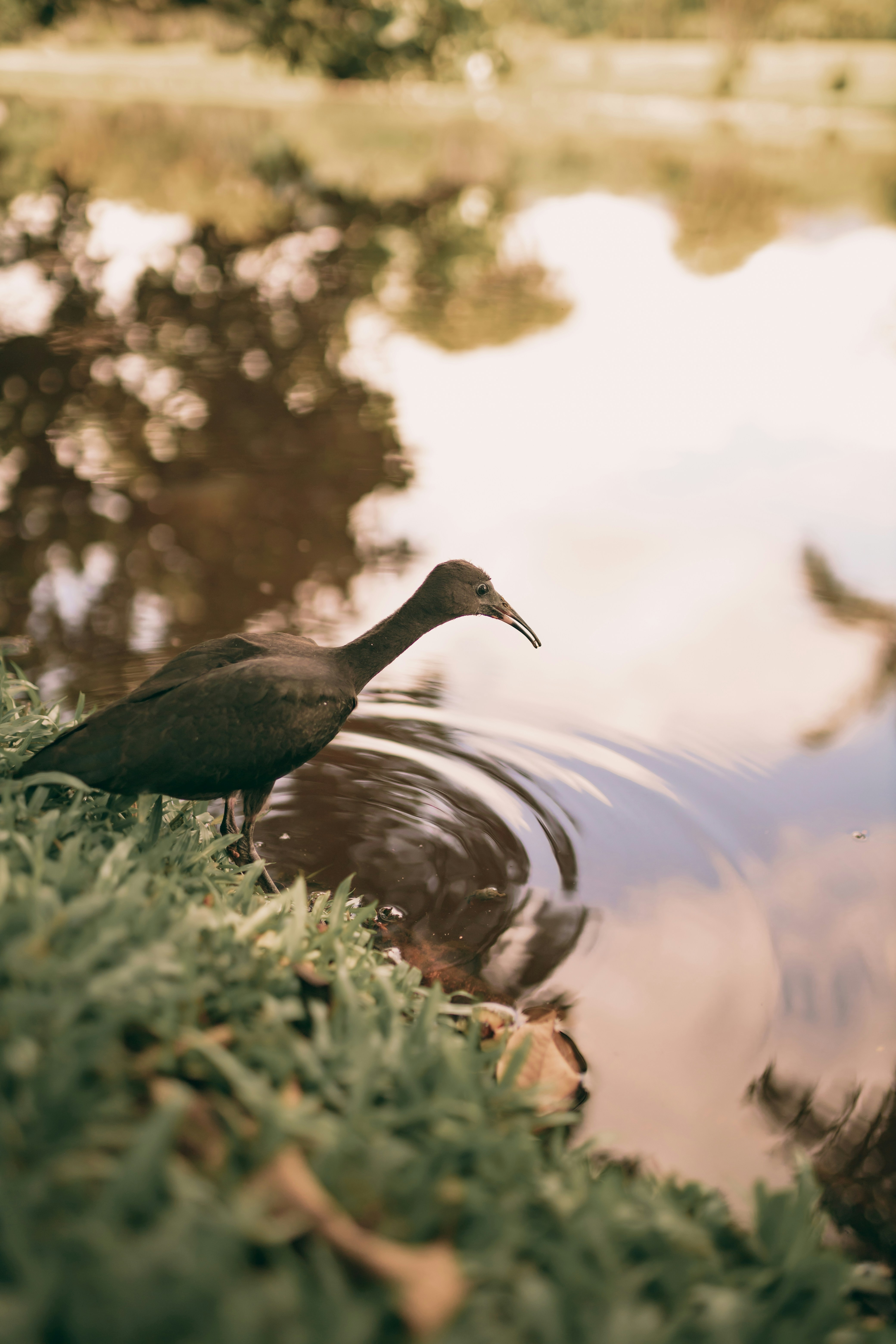Moorhen at the Water's Edge: Quiet Dusk Watch by the Pond