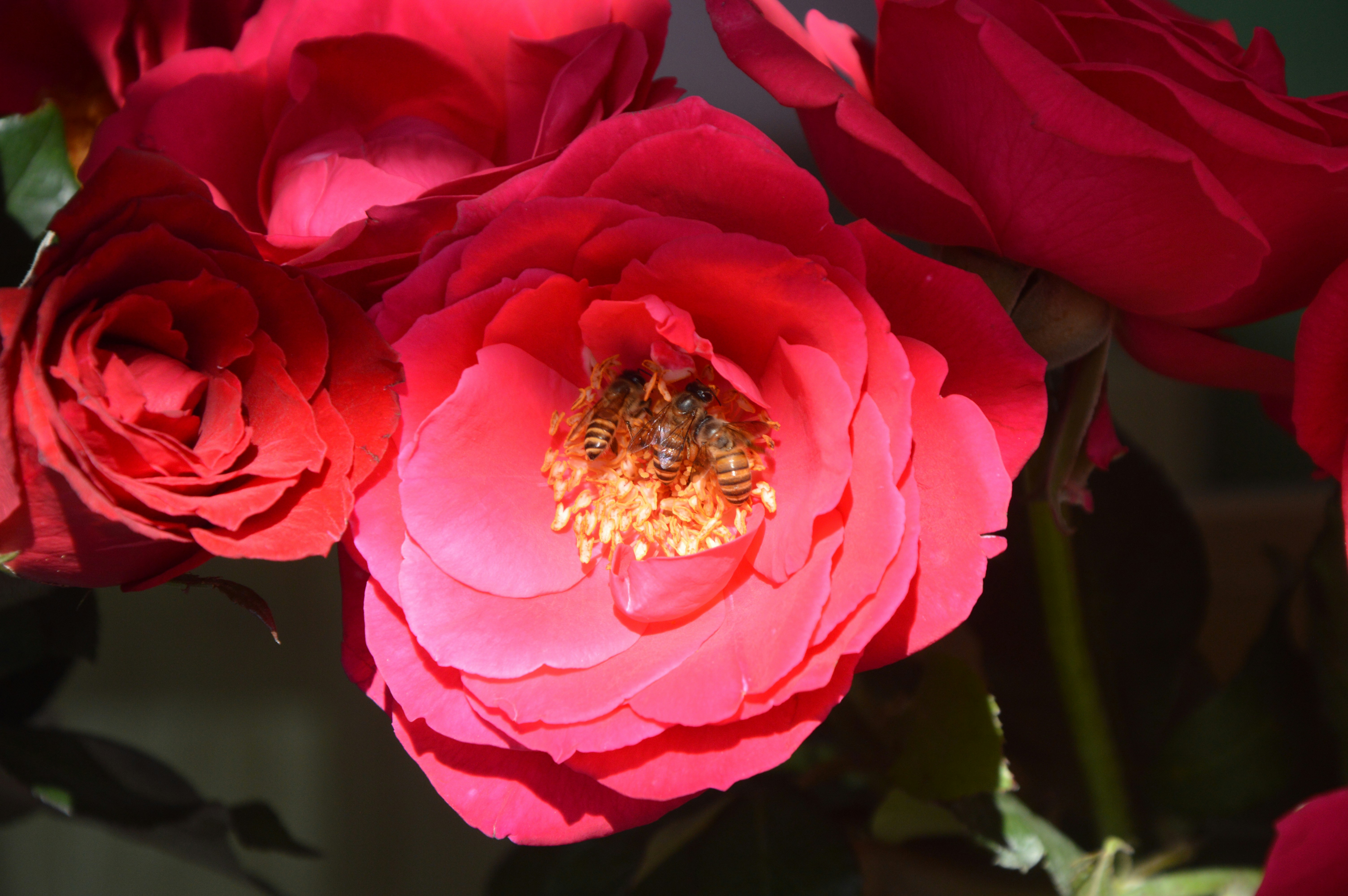 Crimson Rose Rendezvous: Bee at the Bloom Core
