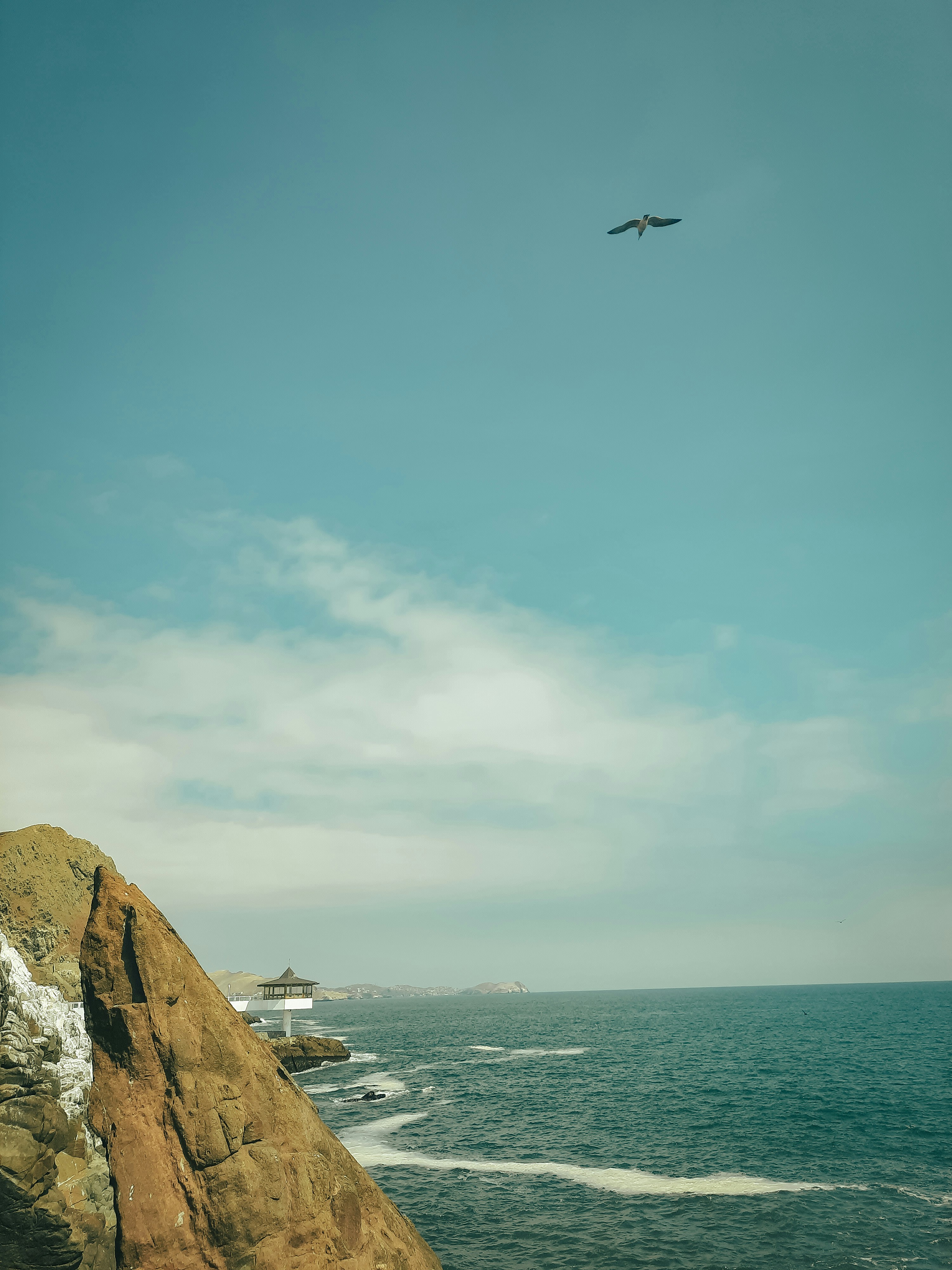 A photograph captures a lone seabird in flight above a wind-sculpted cliff and the expansive sea under a pale blue sky.