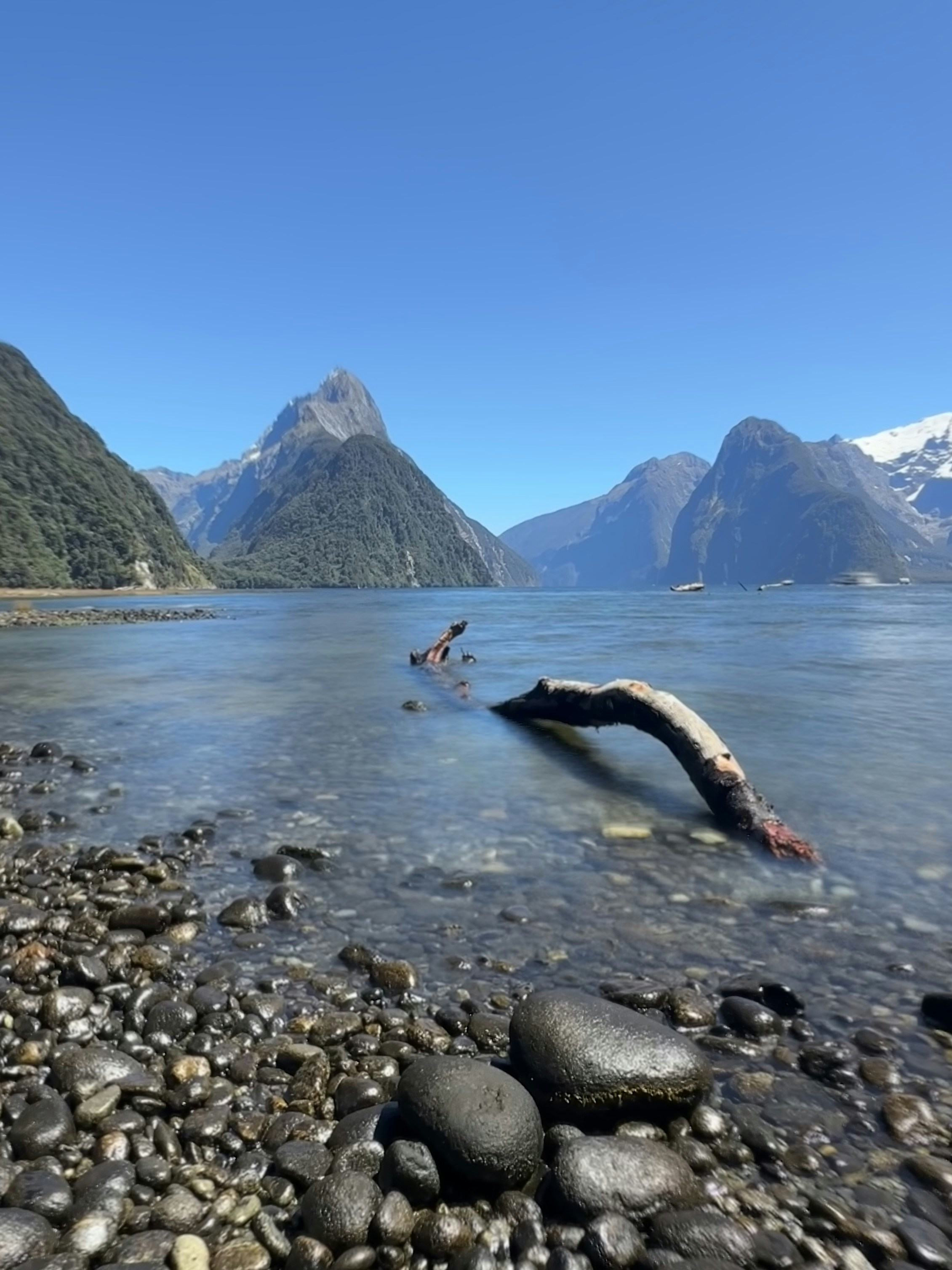 Driftwood partially submerged in clear waters, surrounded by rugged mountains and lush greenery, capturing the serene beauty of Milford Sound.