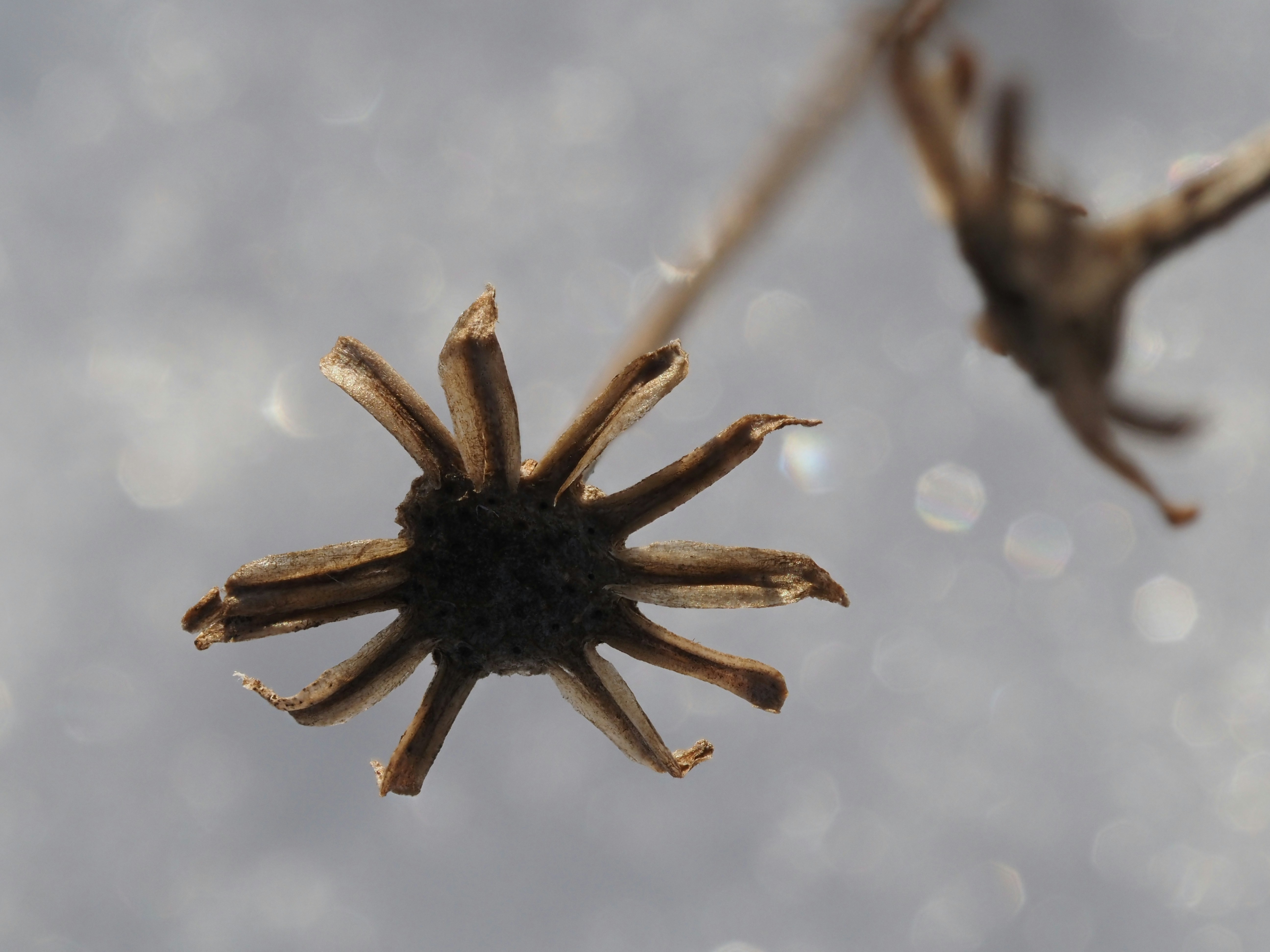 Starburst Seedpod in a Frosted Bokeh Field