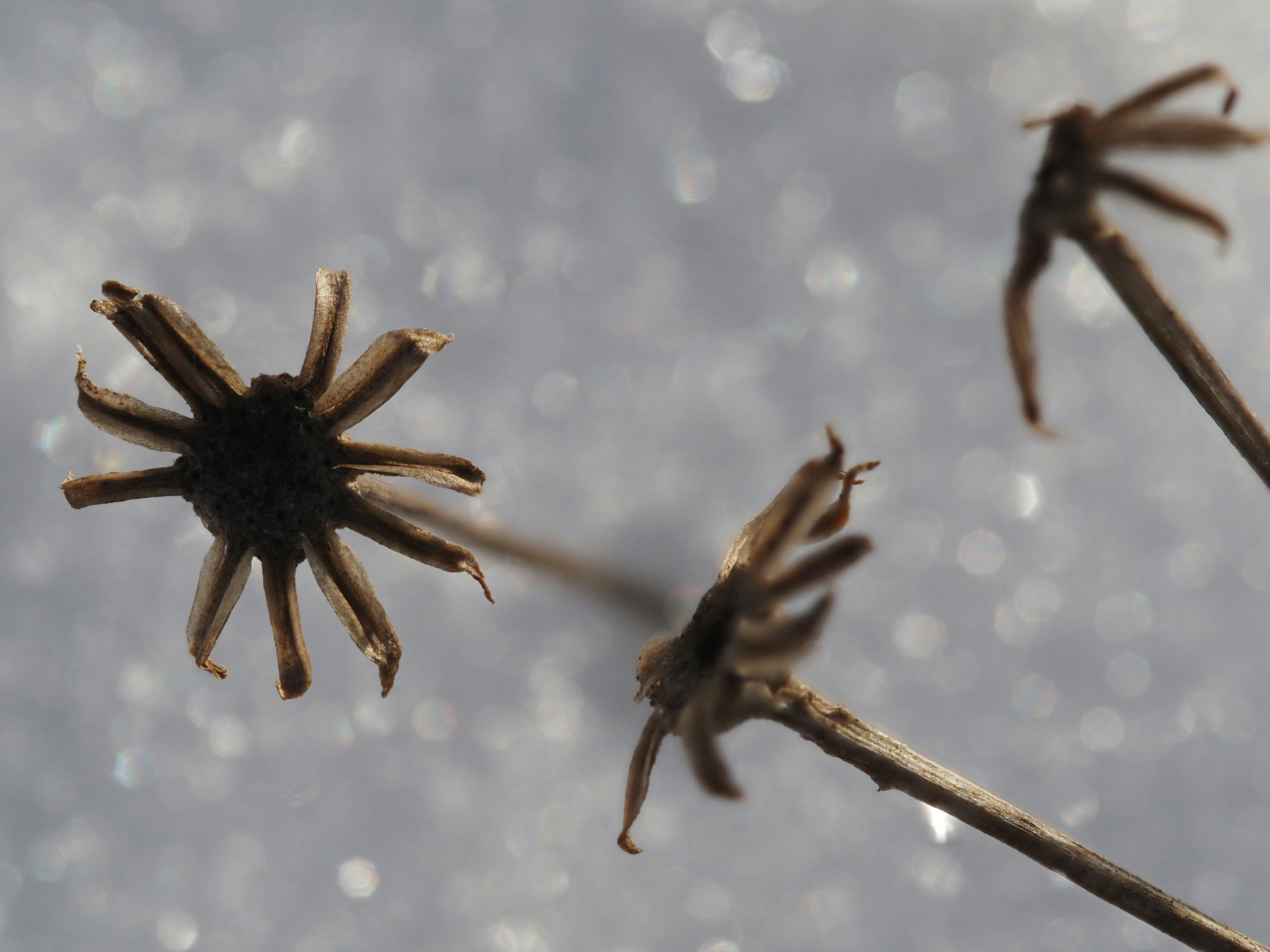 Three Dried Seed Heads Against a Sparkling Backdrop
