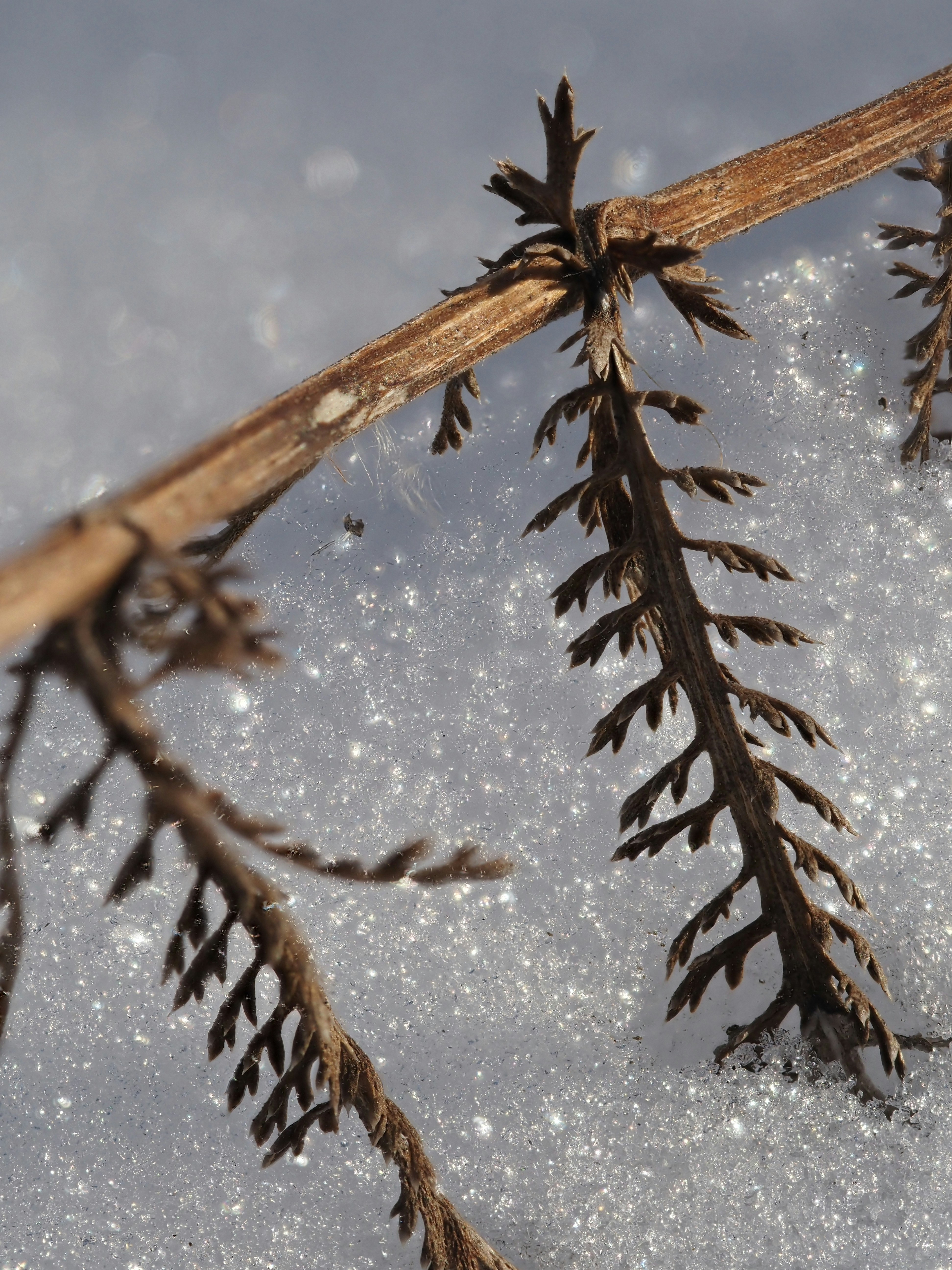 dry plants on a winter meadow