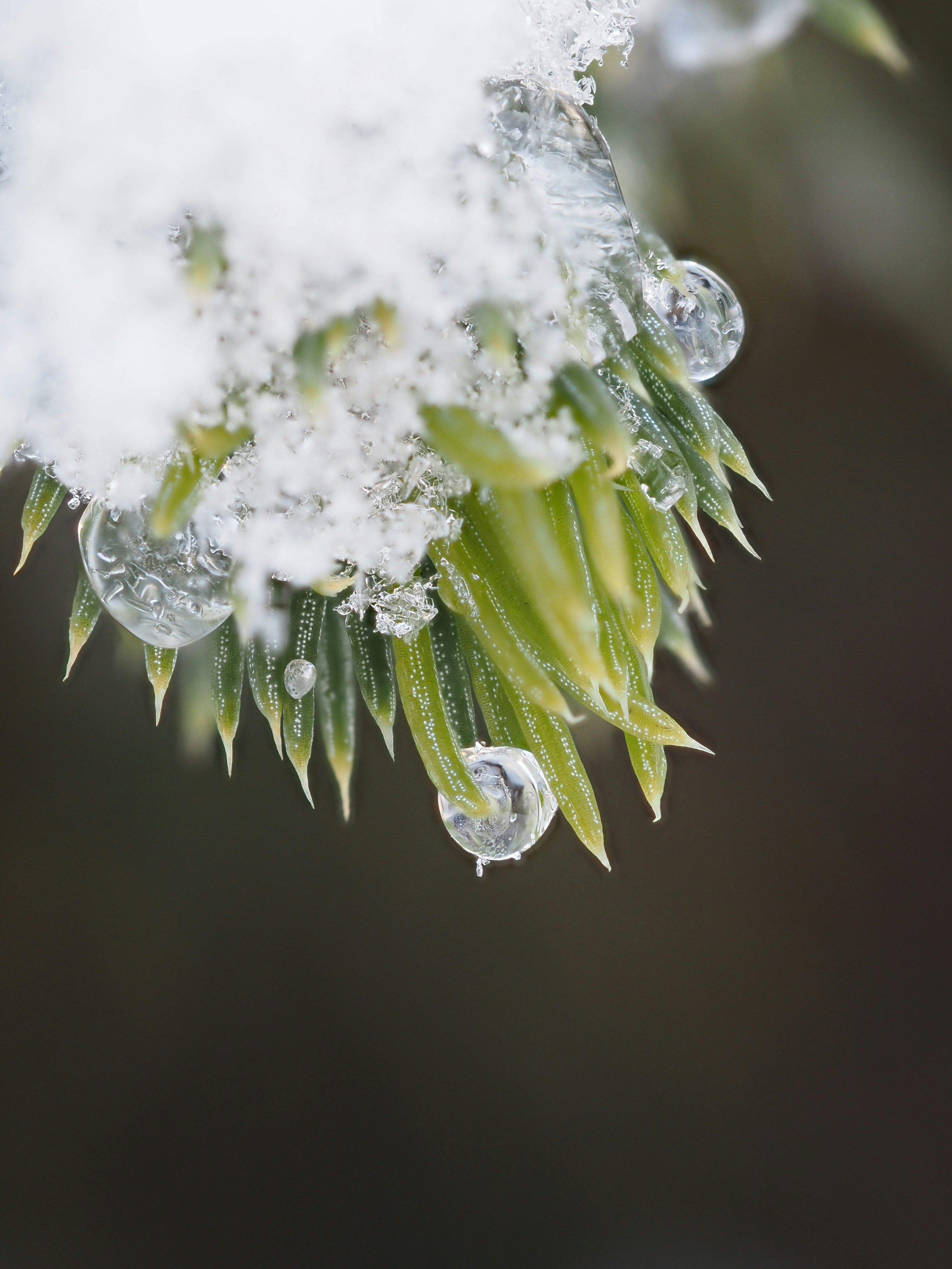 Dew-kissed Pine Needle Pincushion Under Snow
