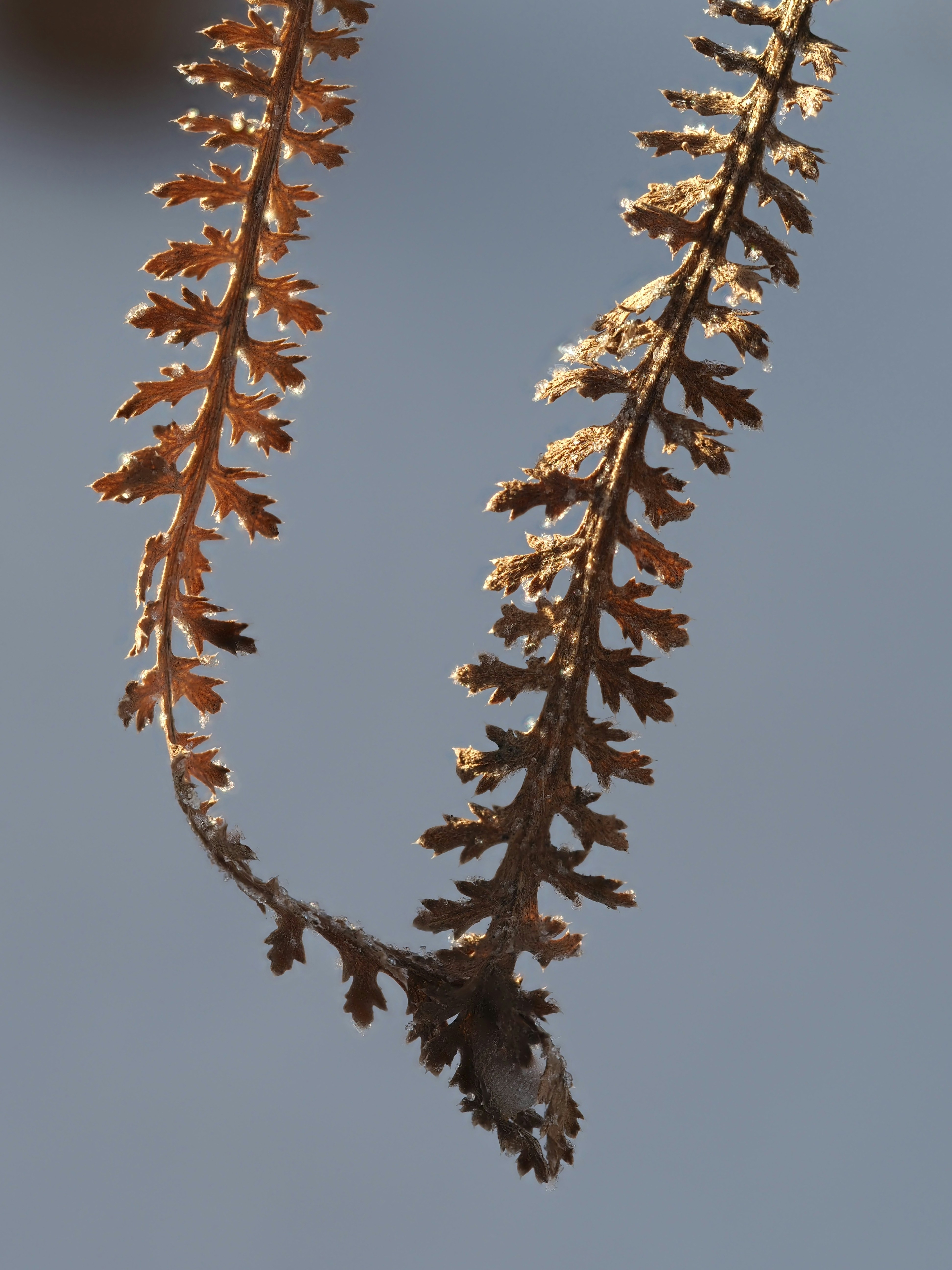 Curved Seed Pods Under a Clear Sky