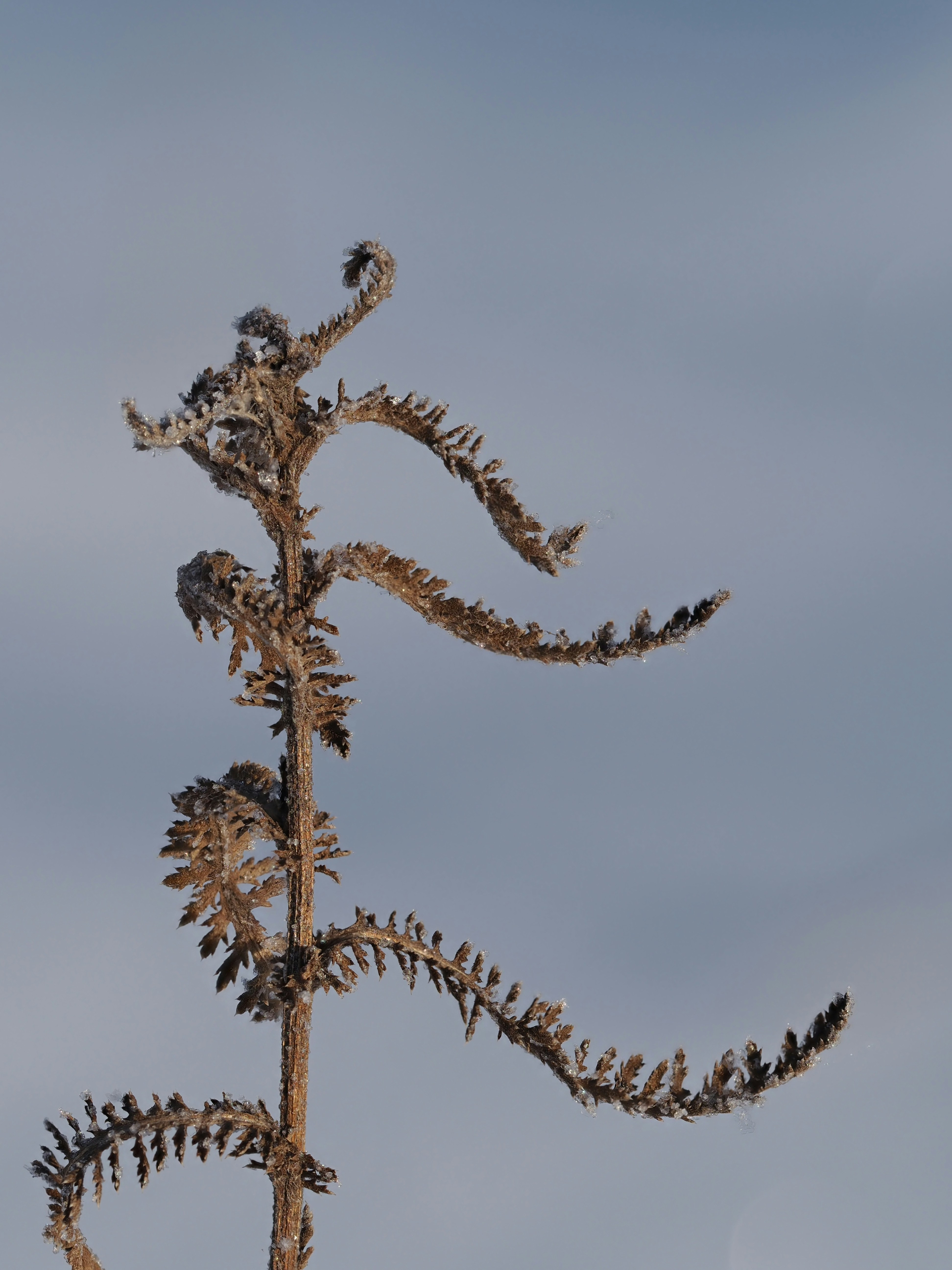 Frosted tendrils of a dried fern reach toward a pale sky