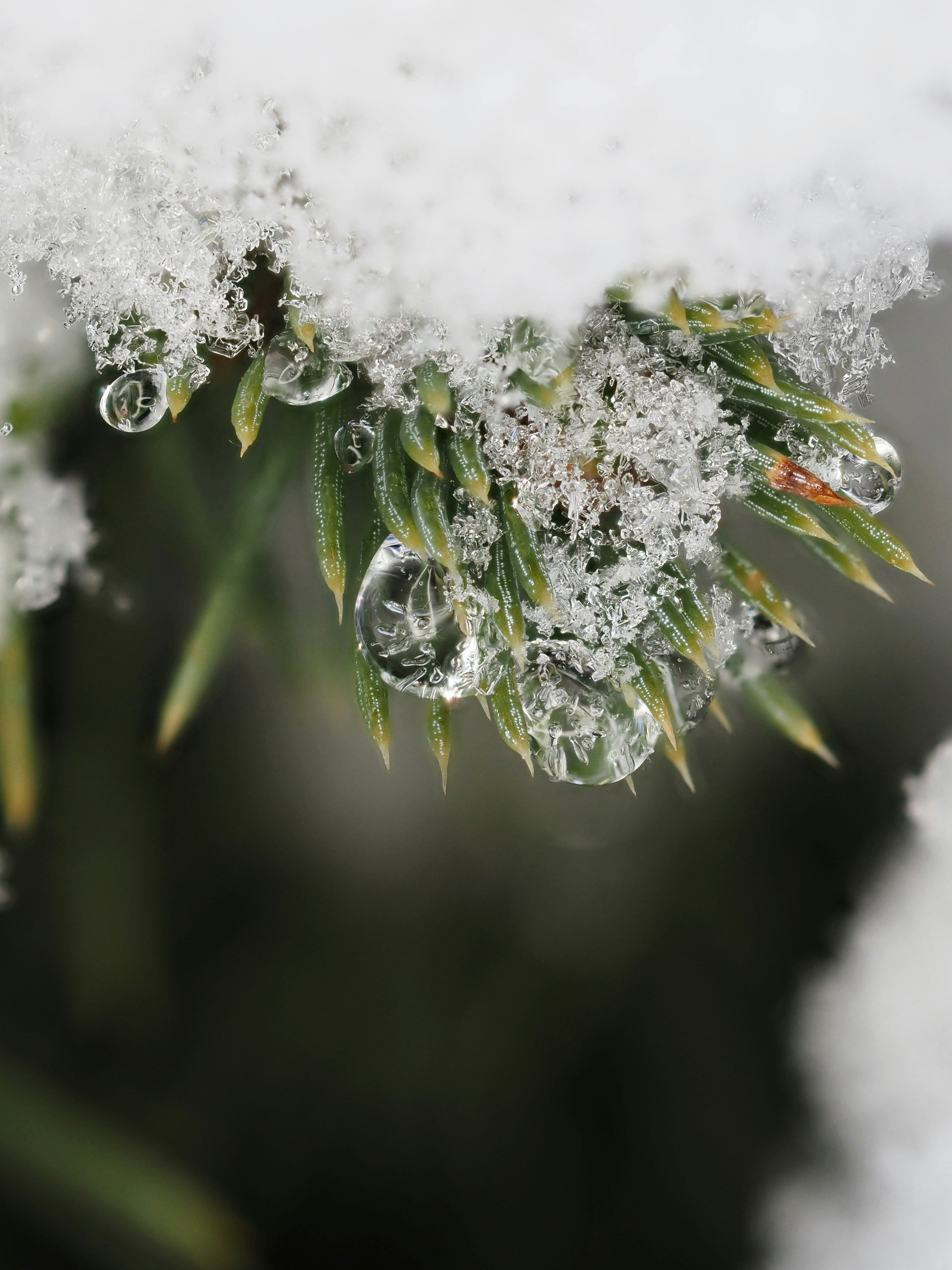 frozen drops of water on a spruce branch