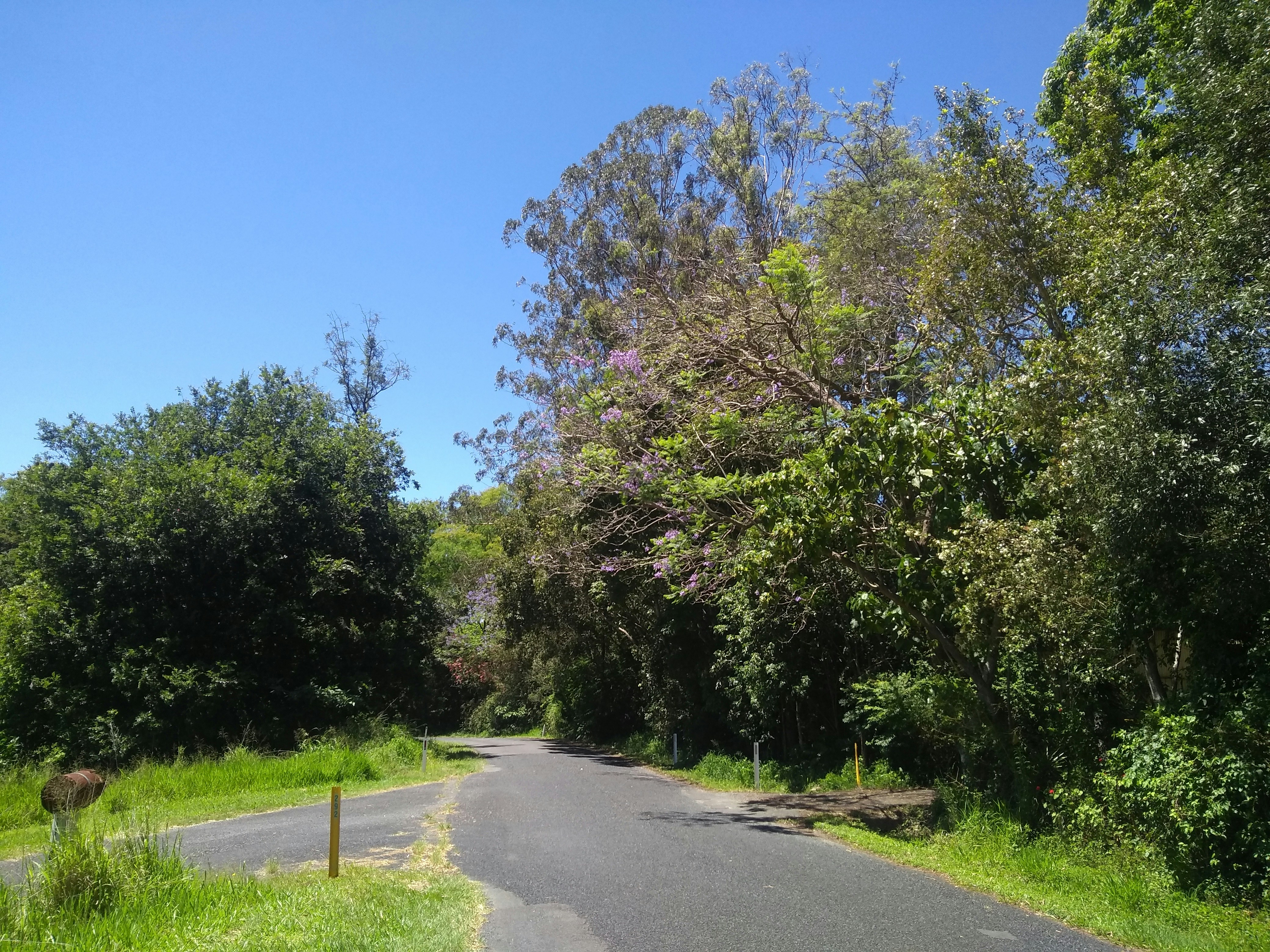 Winding road bordered by lush greenery and vibrant trees under a clear blue sky.