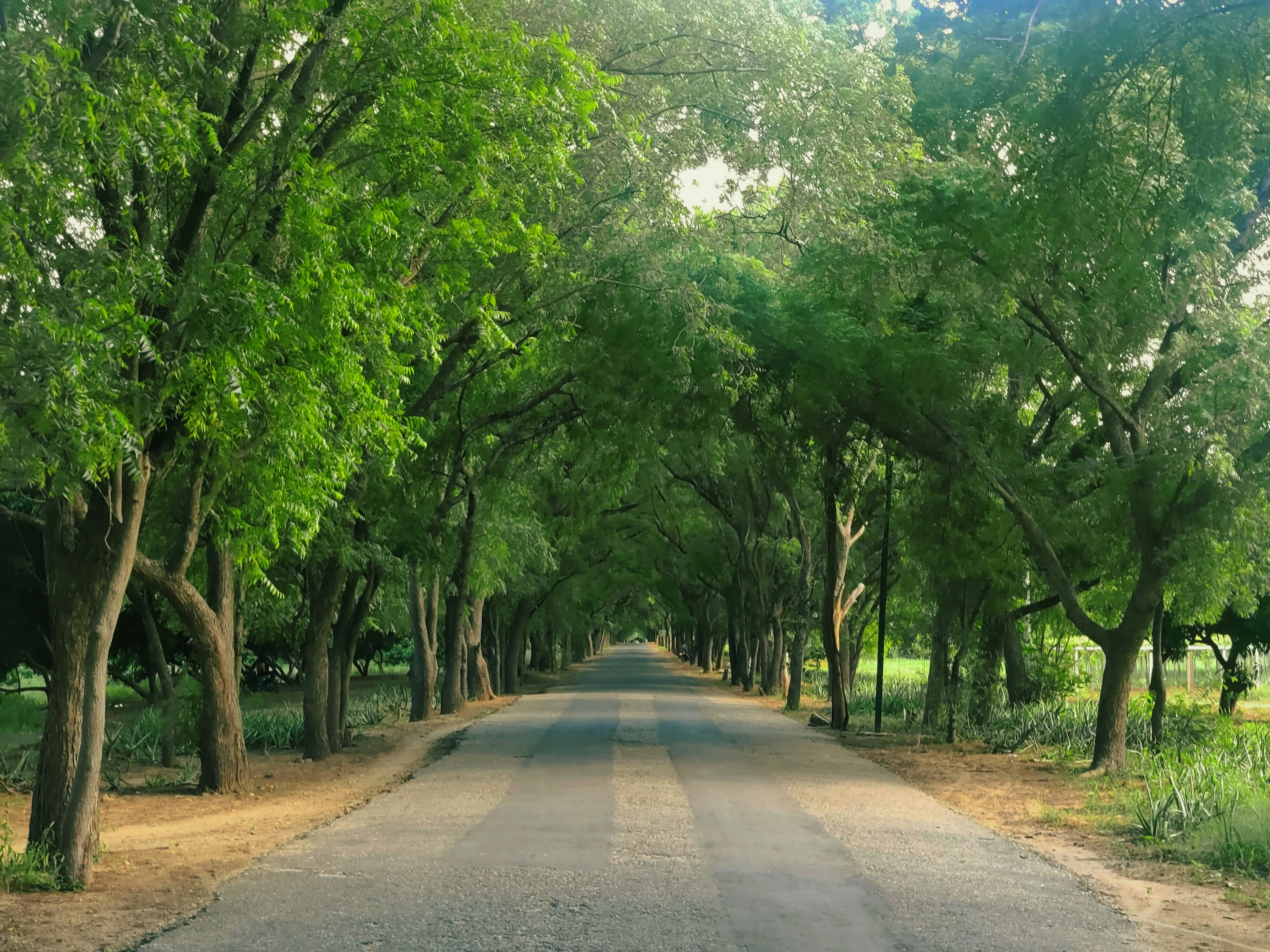 Tree-lined road with lush green foliage arching overhead, creating a tunnel-like effect.