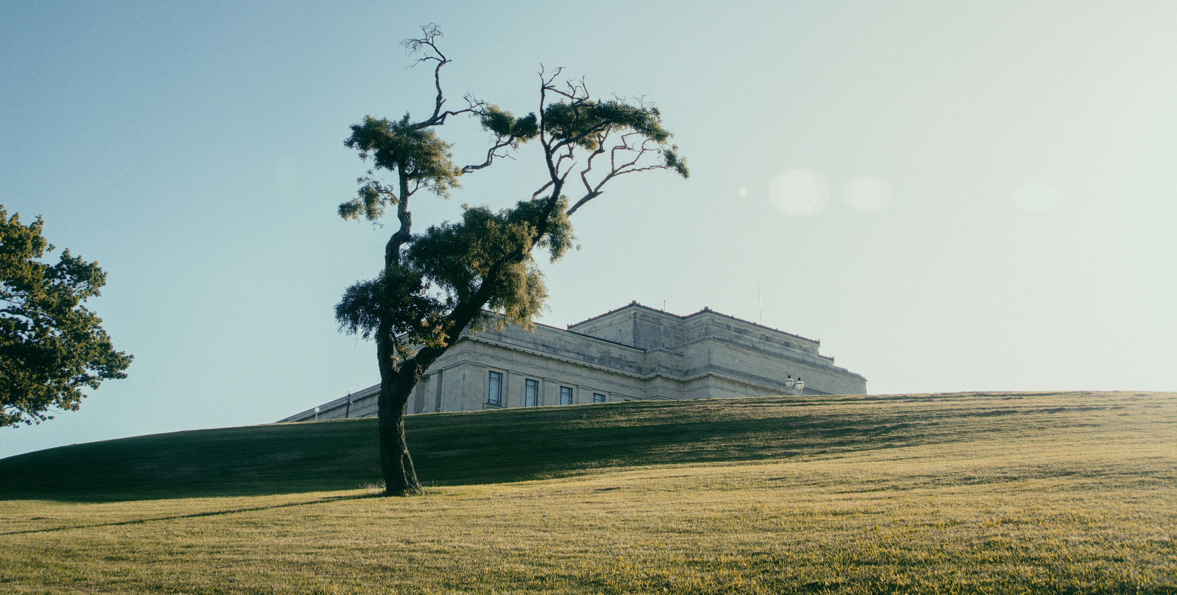  Lone wind-sculpted tree guarding a distant neoclassical hall on a gentle hill
