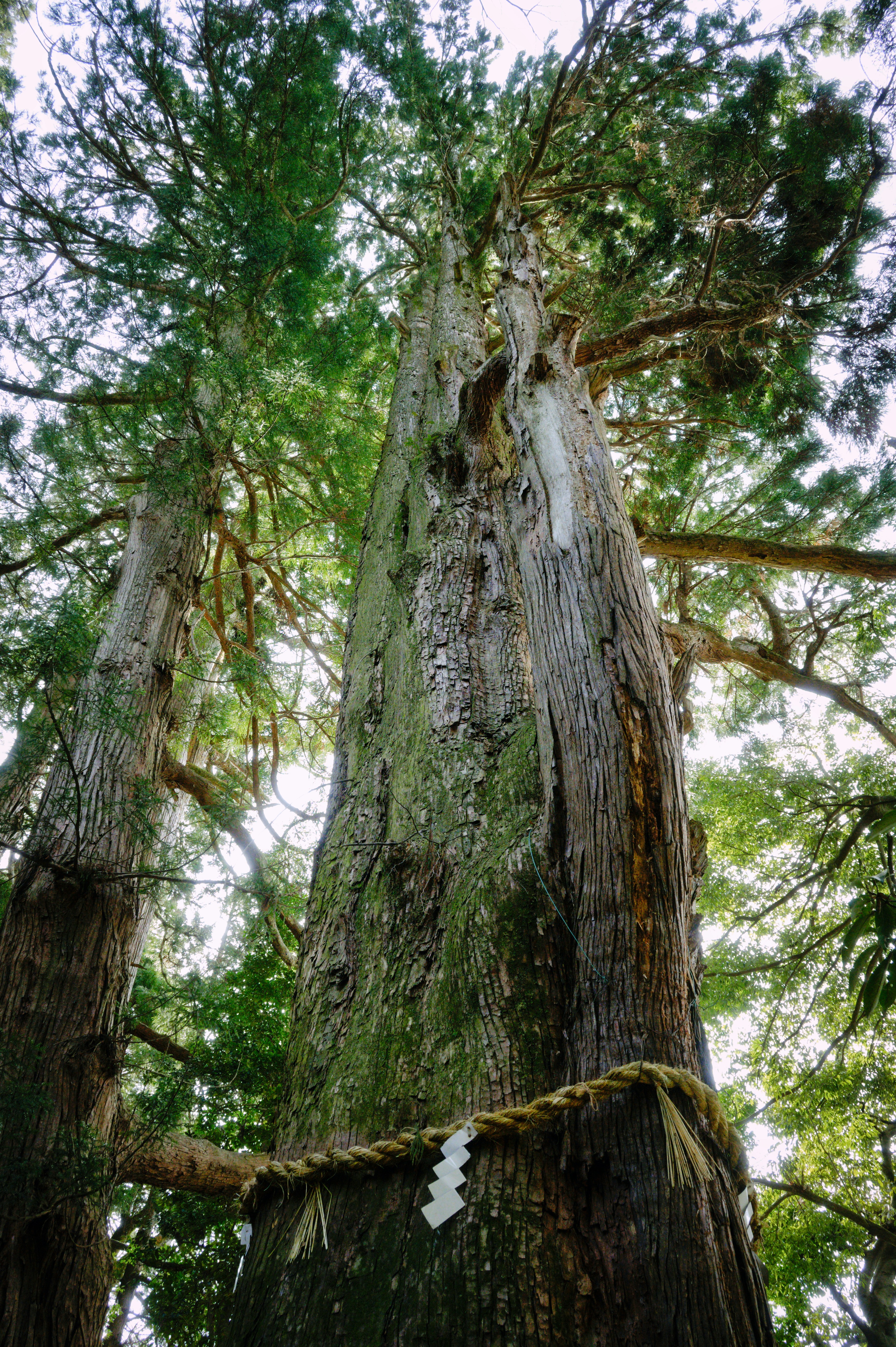 A tall tree with a rope hanging from it's trunk photo – Free 日本、石川県白山市 ...