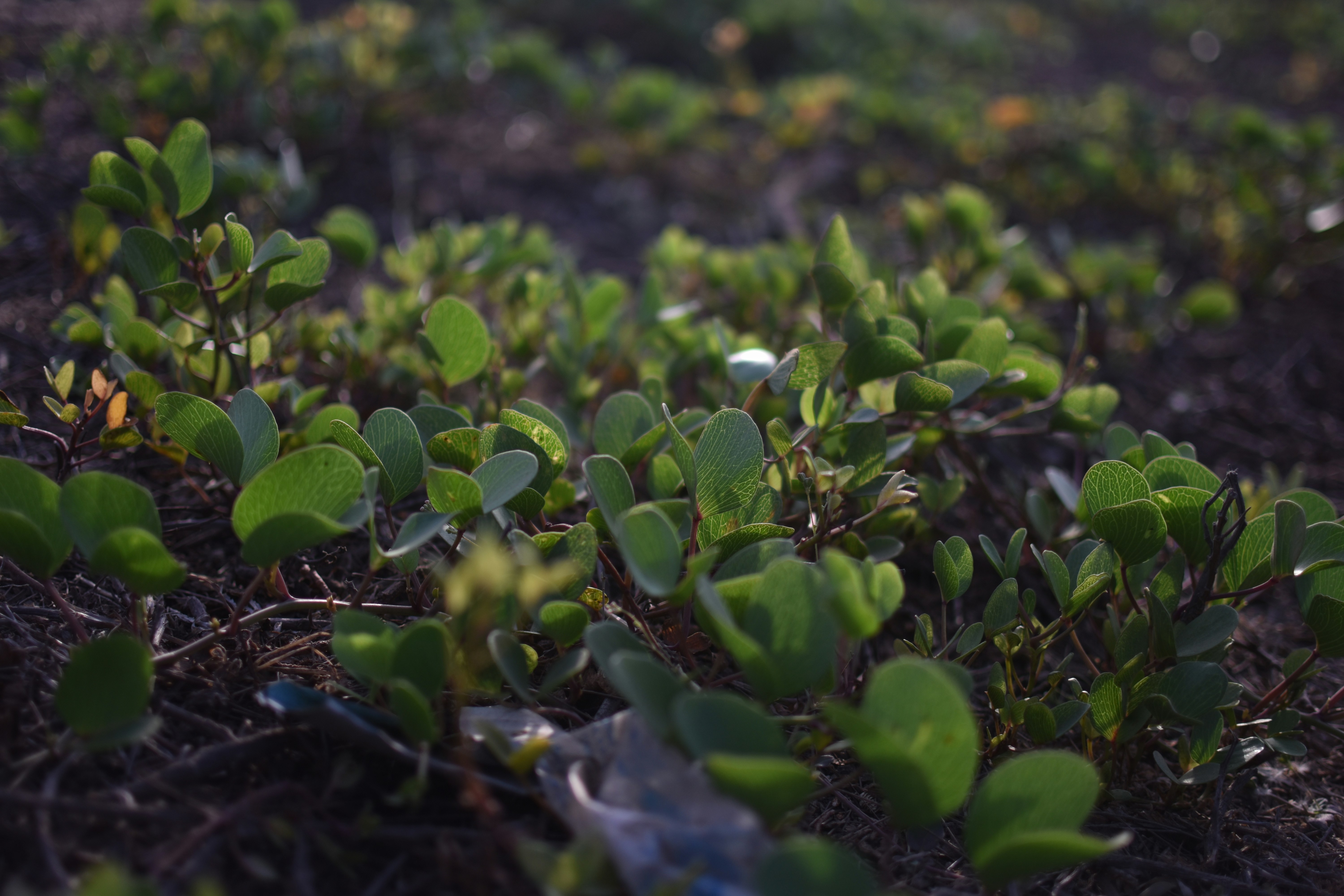 Dusk-Whispered Groundcover: Close-Up of Rounded Green Leaves
