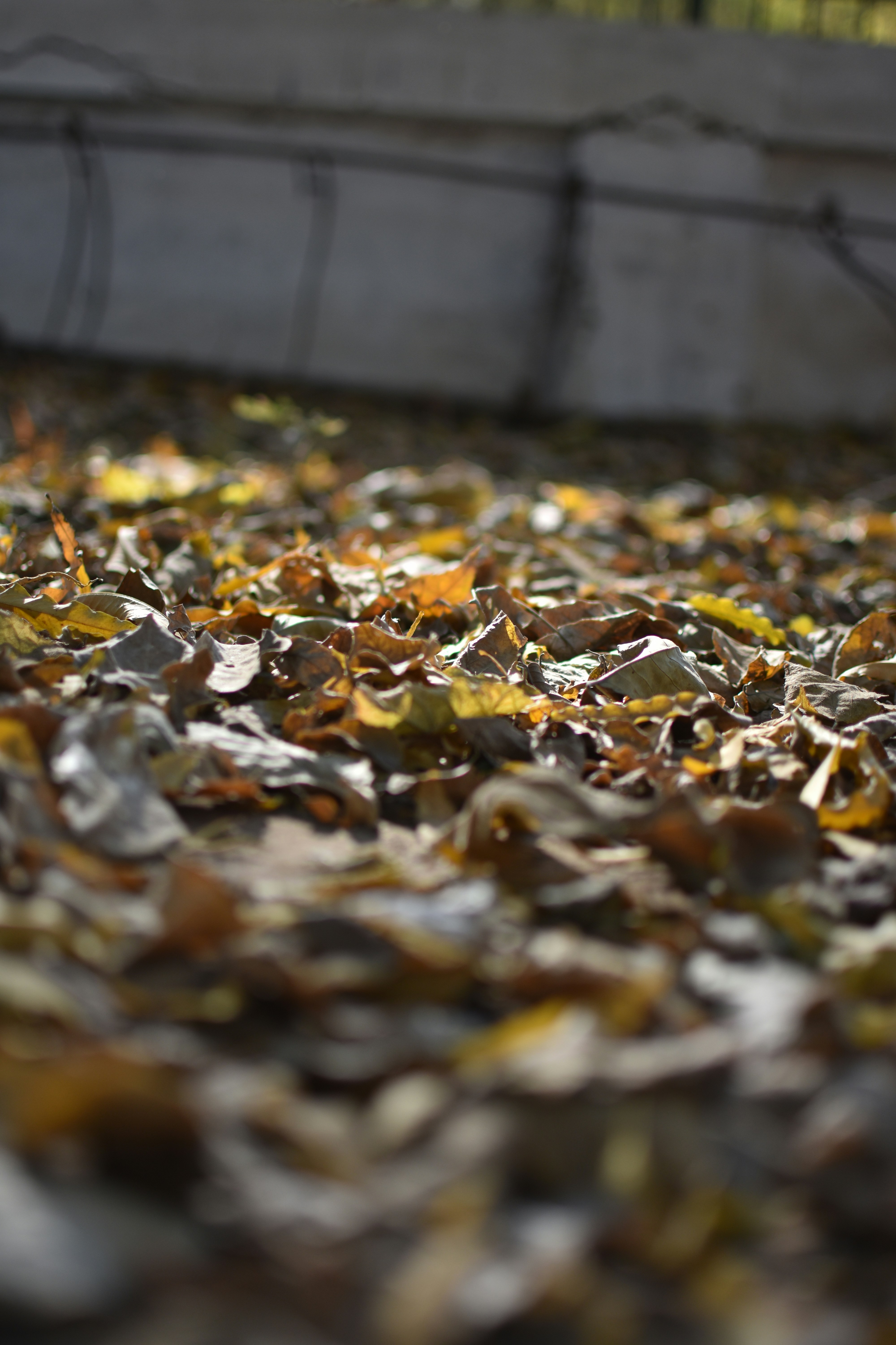 Autumn Leaf Carpet: A Ground-Level Close-Up with a Blurred Backdrop