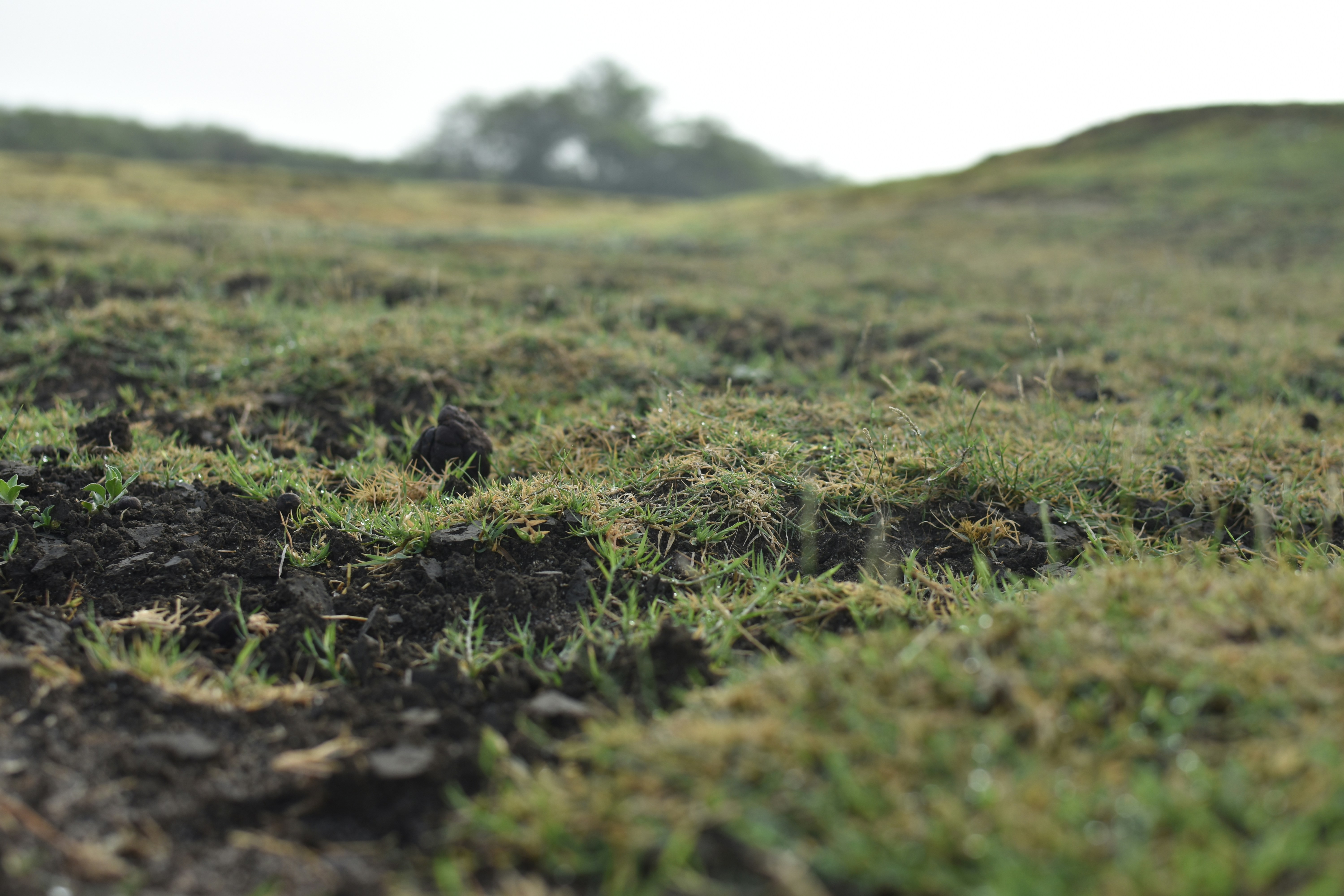 Moss and Mud: Quiet Texture Under a Soft Horizon